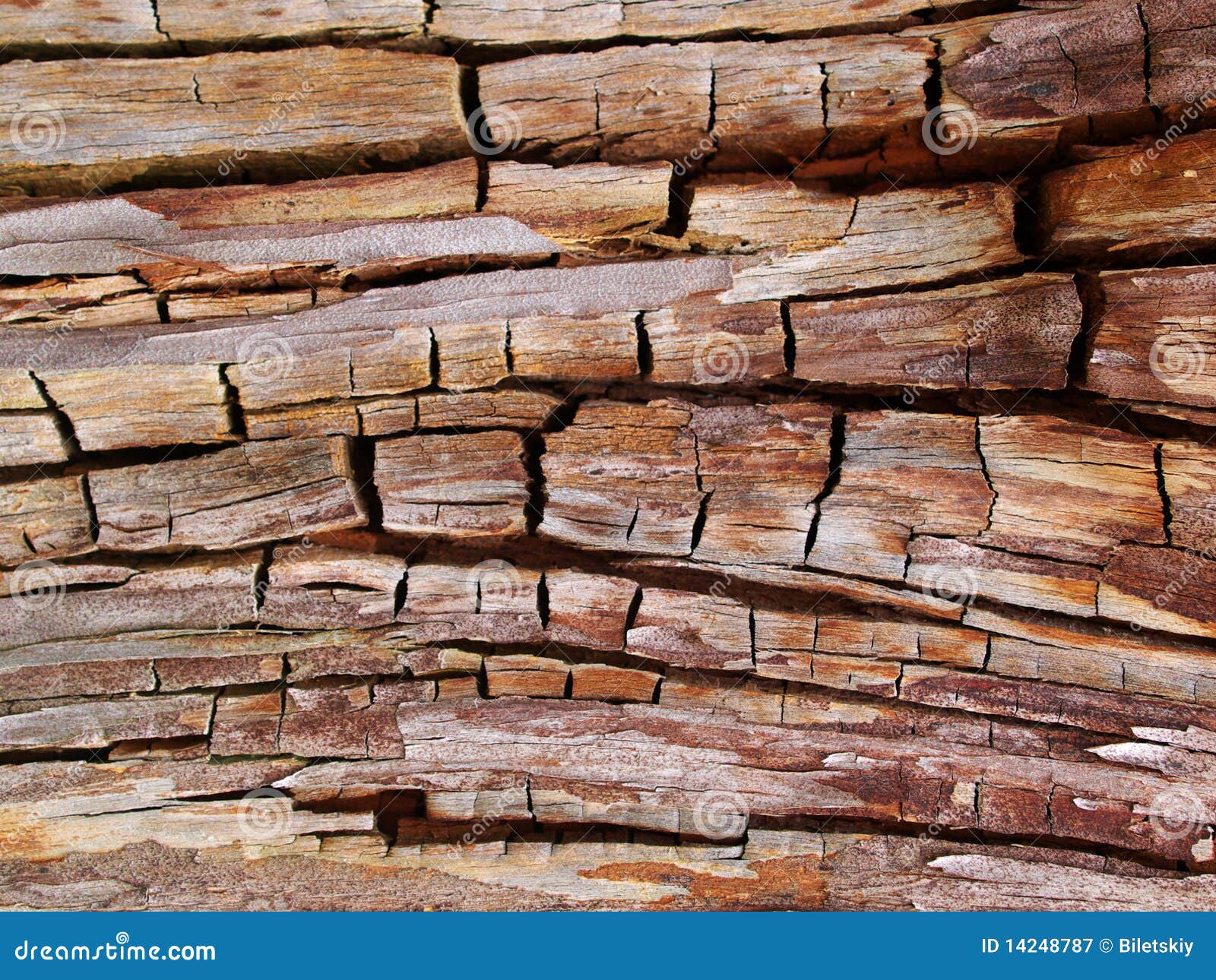 De boom van de textuur stock afbeelding. Image of huid - 14248787