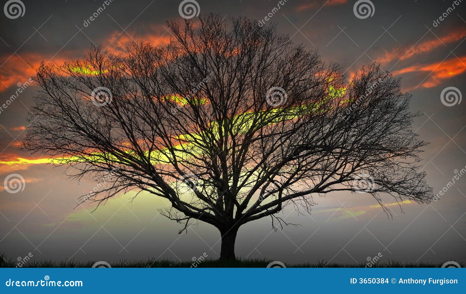 De Boom Van De Zon in Het Plaatsen Van Zon Stock Foto - Image of park ...