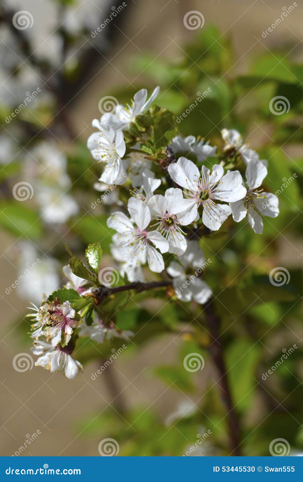 De Boom van de zure Kers stock foto. Image of bloemblaadje - 53445530