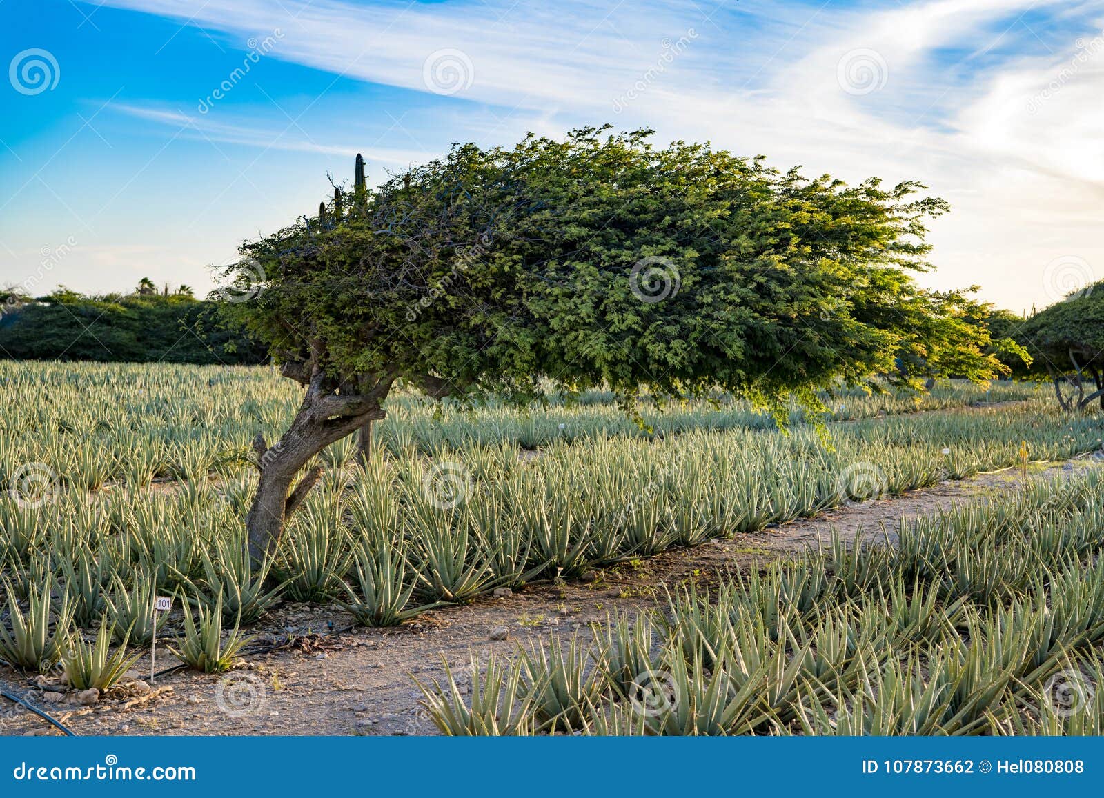 De Boom Van Dividivi - Libidibia-coriaria - Aruba Stock Foto - Image of aruba, artistiek: 107873662