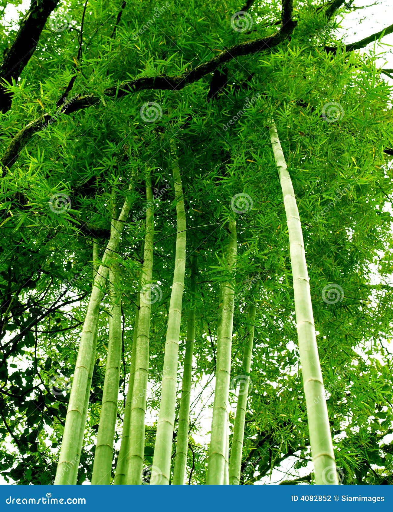 De Boom van het bamboe stock foto. Image of handgemaakt - 4082852