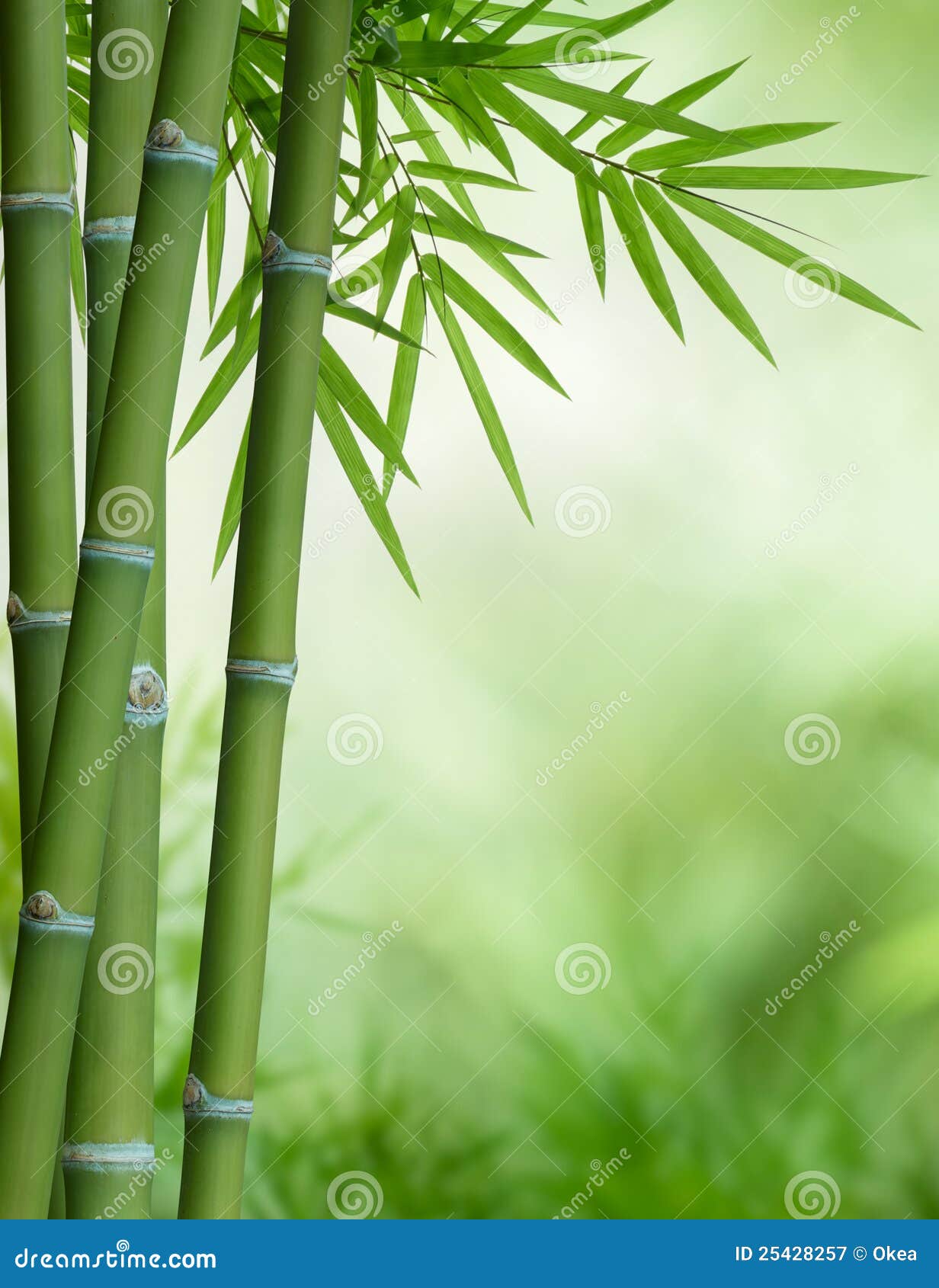 De Boom Van Het Bamboe Met Bladeren Stock Afbeelding - Image of stok ...