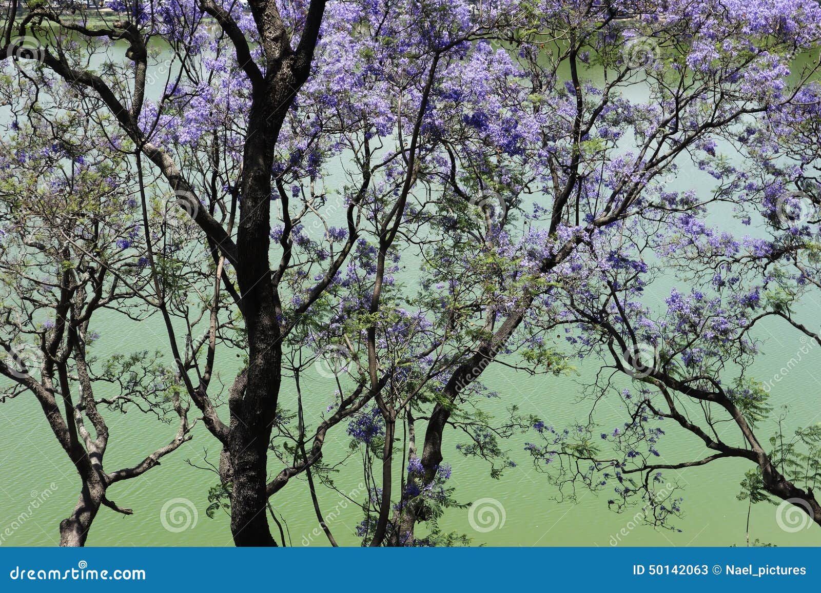 De boom van Jacaranda stock afbeelding. Image of afrika - 50142063