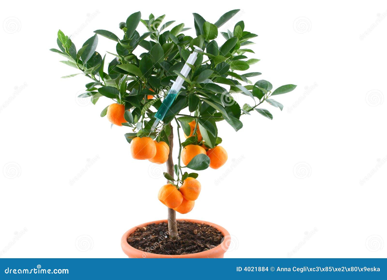 De Boom Van Mandarijnen Met Giftige Spuit Stock Foto - Image of ...