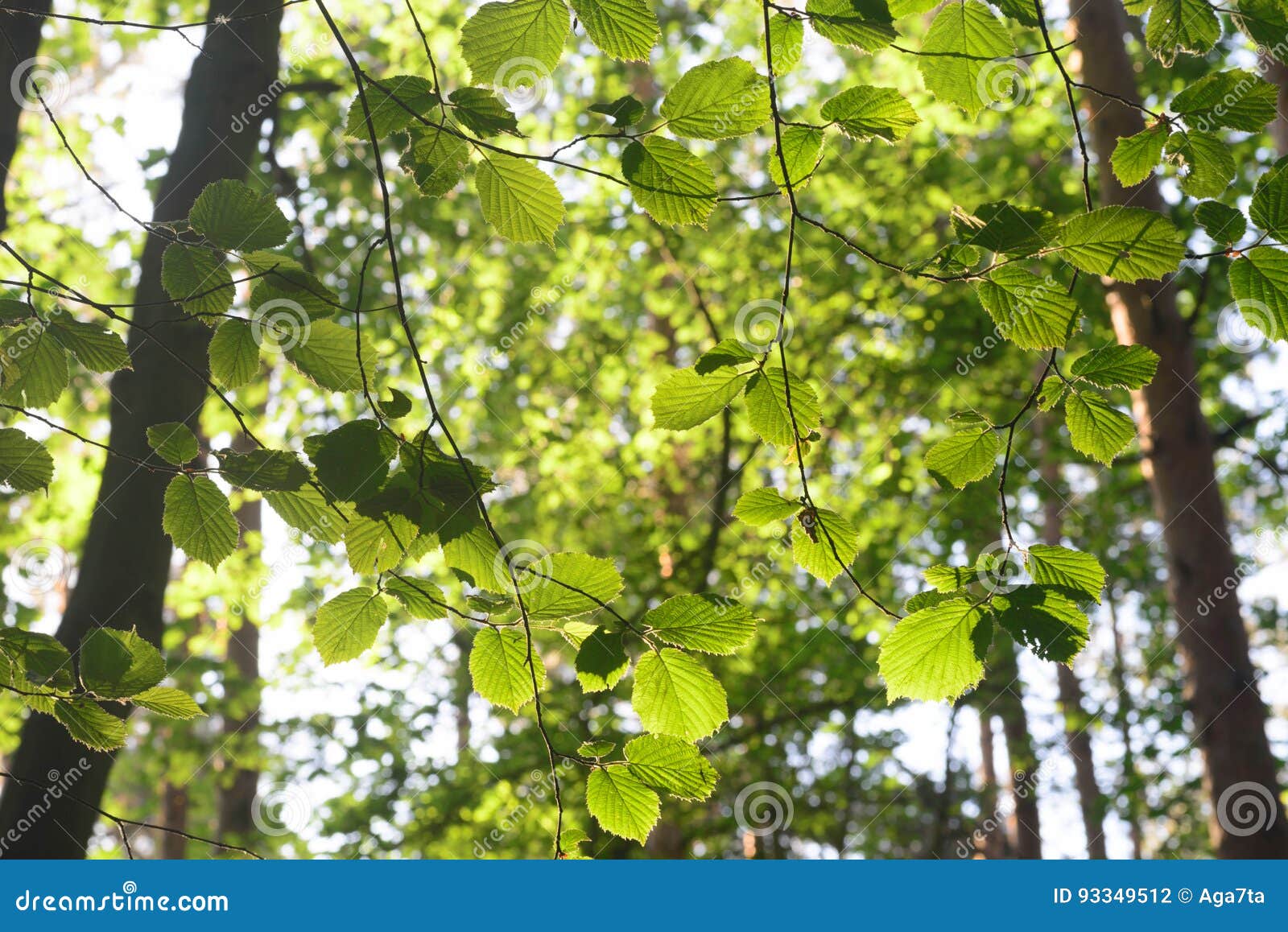 De Boombladeren Van De De Lentehazelaar Stock Foto - Image of buiten ...