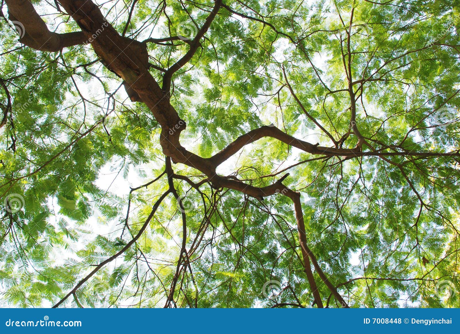 De Boombladeren Van De Vlam Stock Foto - Image of tropisch, buigen: 7008448