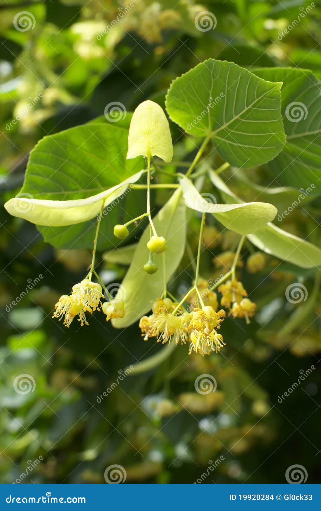 De Boombloemen Van De Linde Stock Foto - Image of kruid, bloeien: 19920284