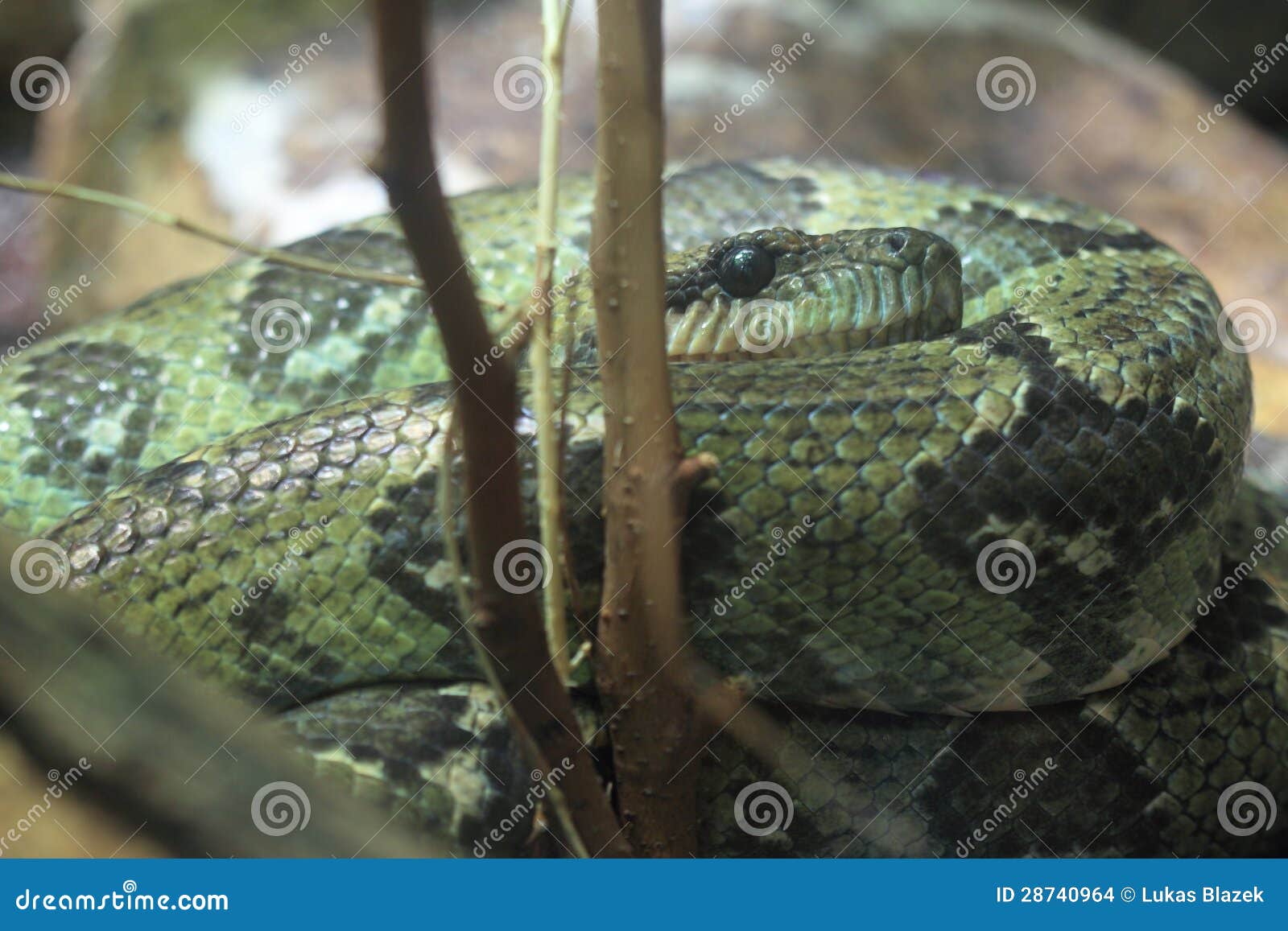 De boomboa van Madagascar stock foto. Image of madagaskar - 28740964