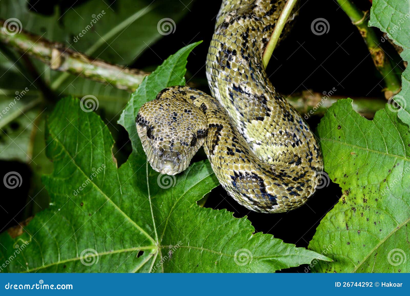 De Boomboa Van Madagascar, Ranomafana, Madagascar Stock Foto - Image of ...