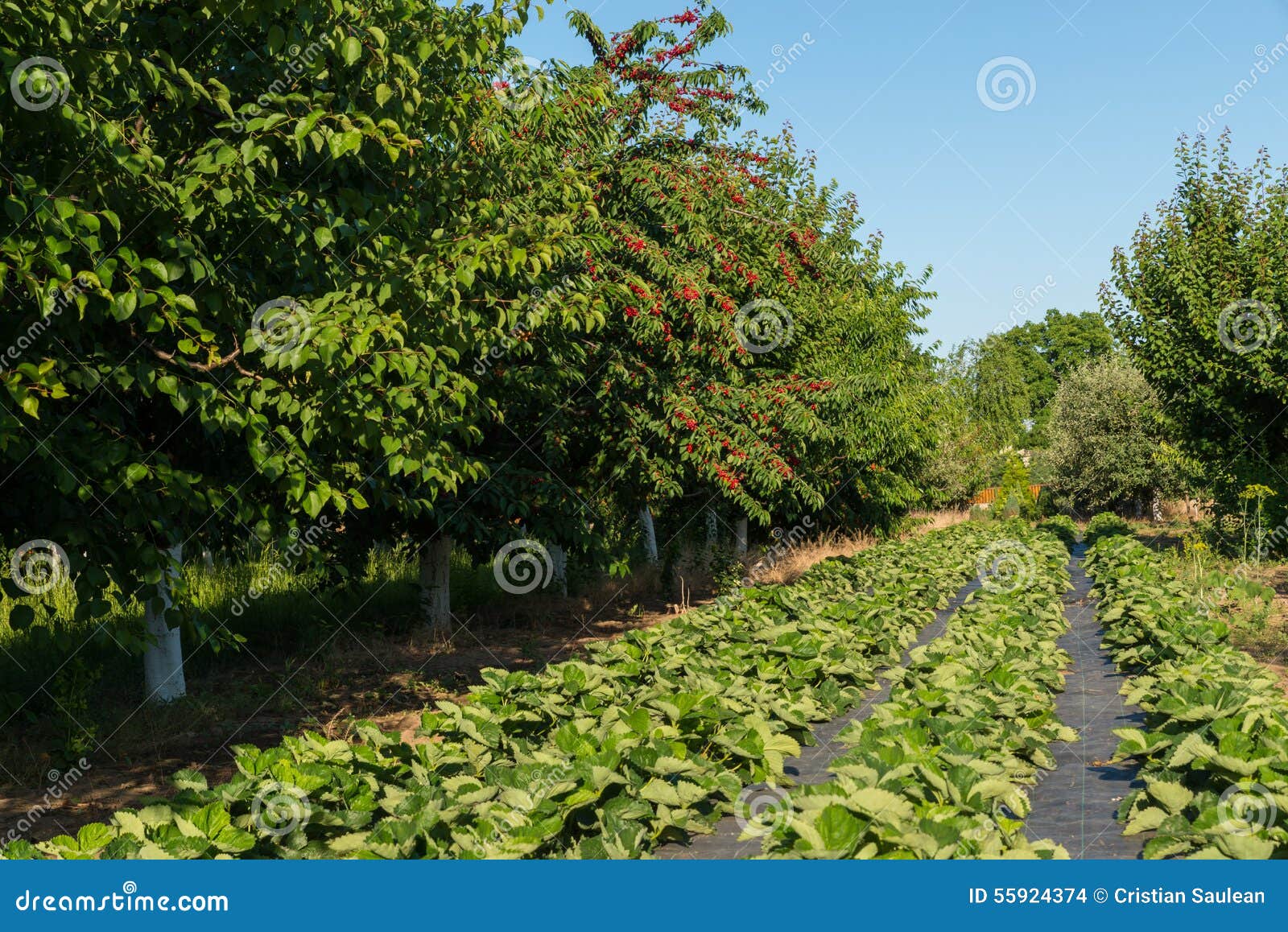 De Boomgaard Met Kersen En Aardbeien Stock Foto - Image of ...