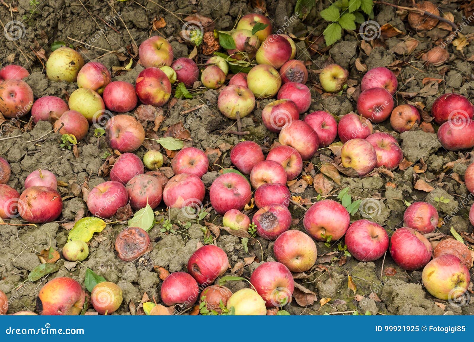 De Boomgaard Van De Appel Rijen Van Bomen En Het Fruit Van De Grond ...