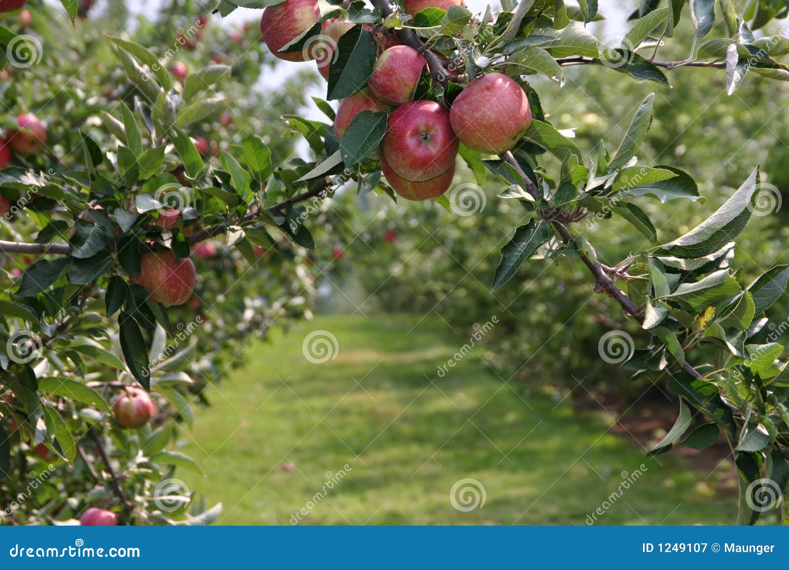 De Boomgaard van de appel stock afbeelding. Image of rood - 1249107