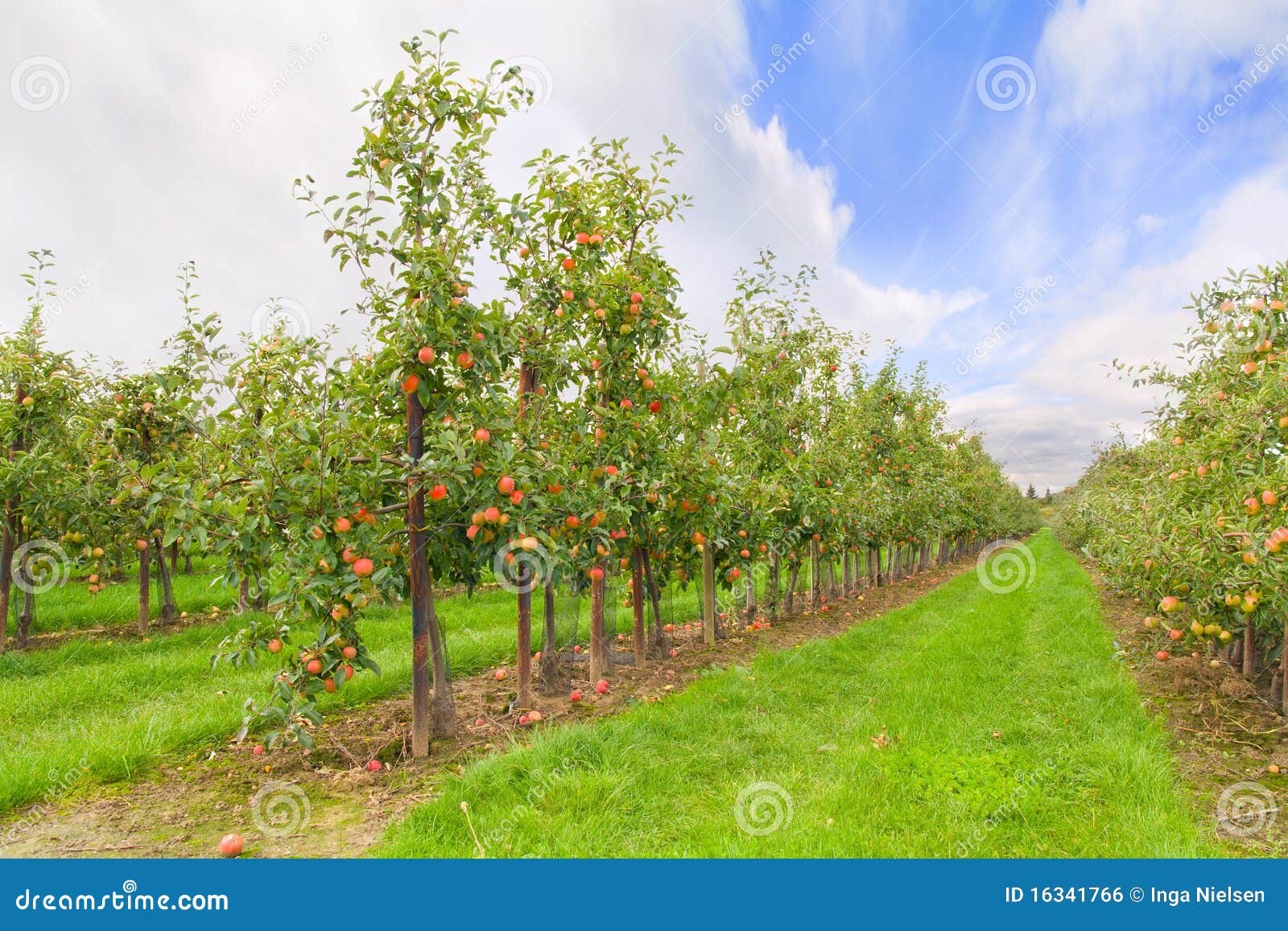 De boomgaard van de appel stock foto. Image of gebied - 16341766