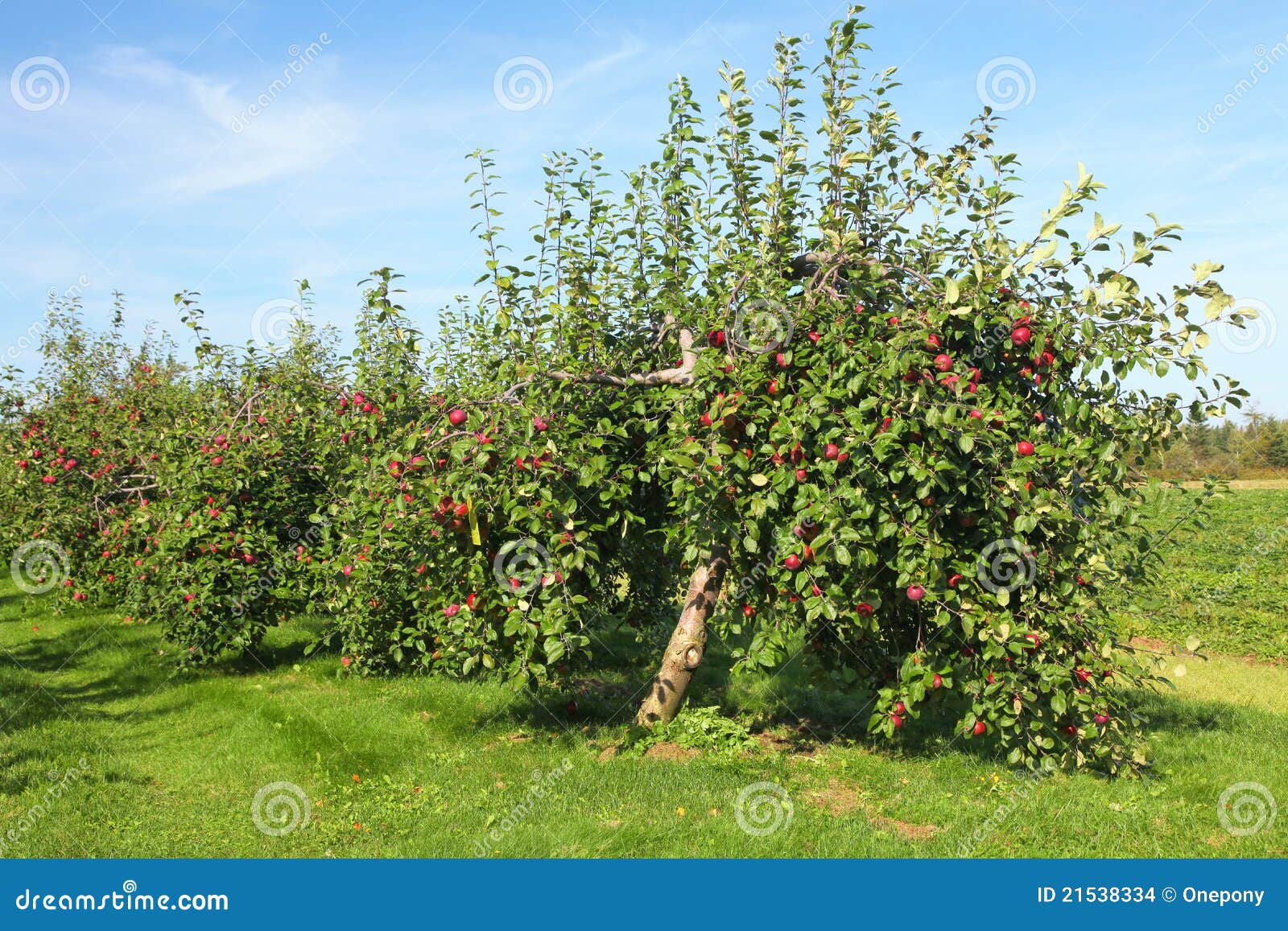 De Boomgaard van de appel stock foto. Image of gezond - 21538334