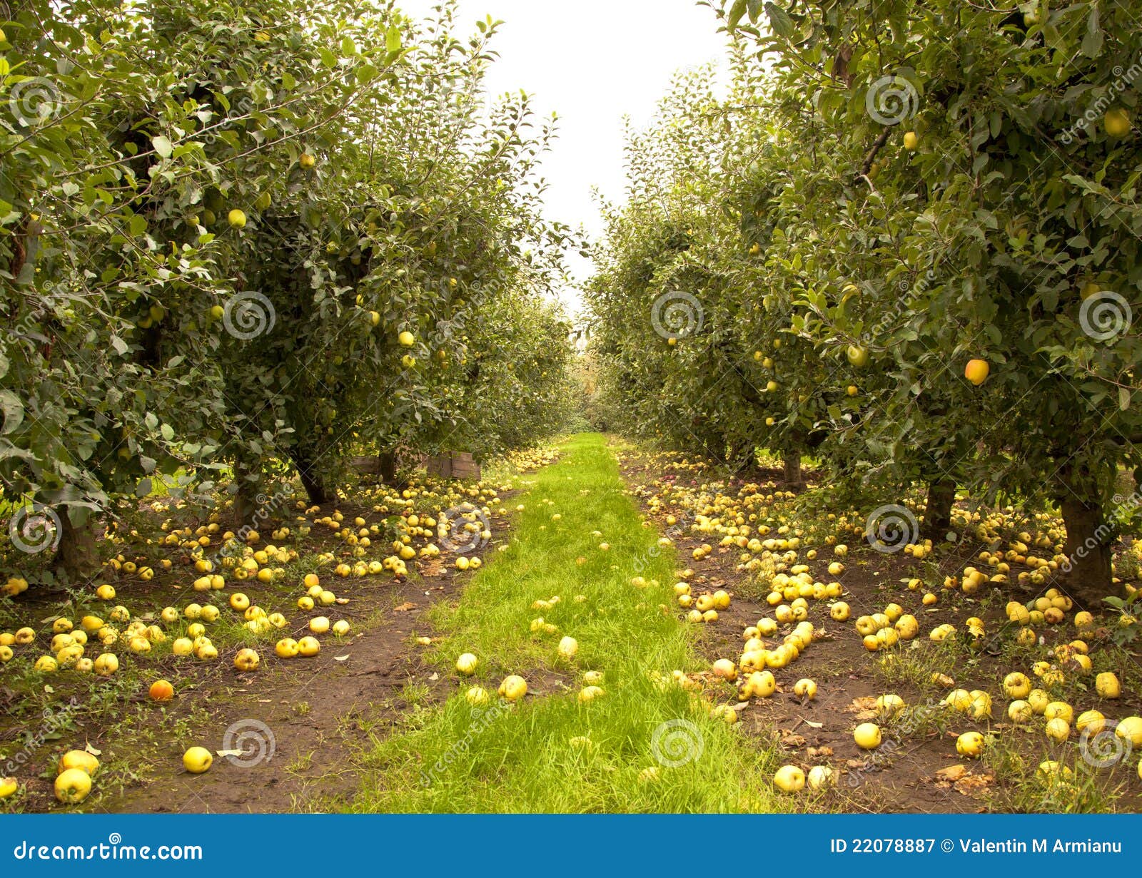 De Boomgaard van de appel stock afbeelding. Image of rijp - 22078887