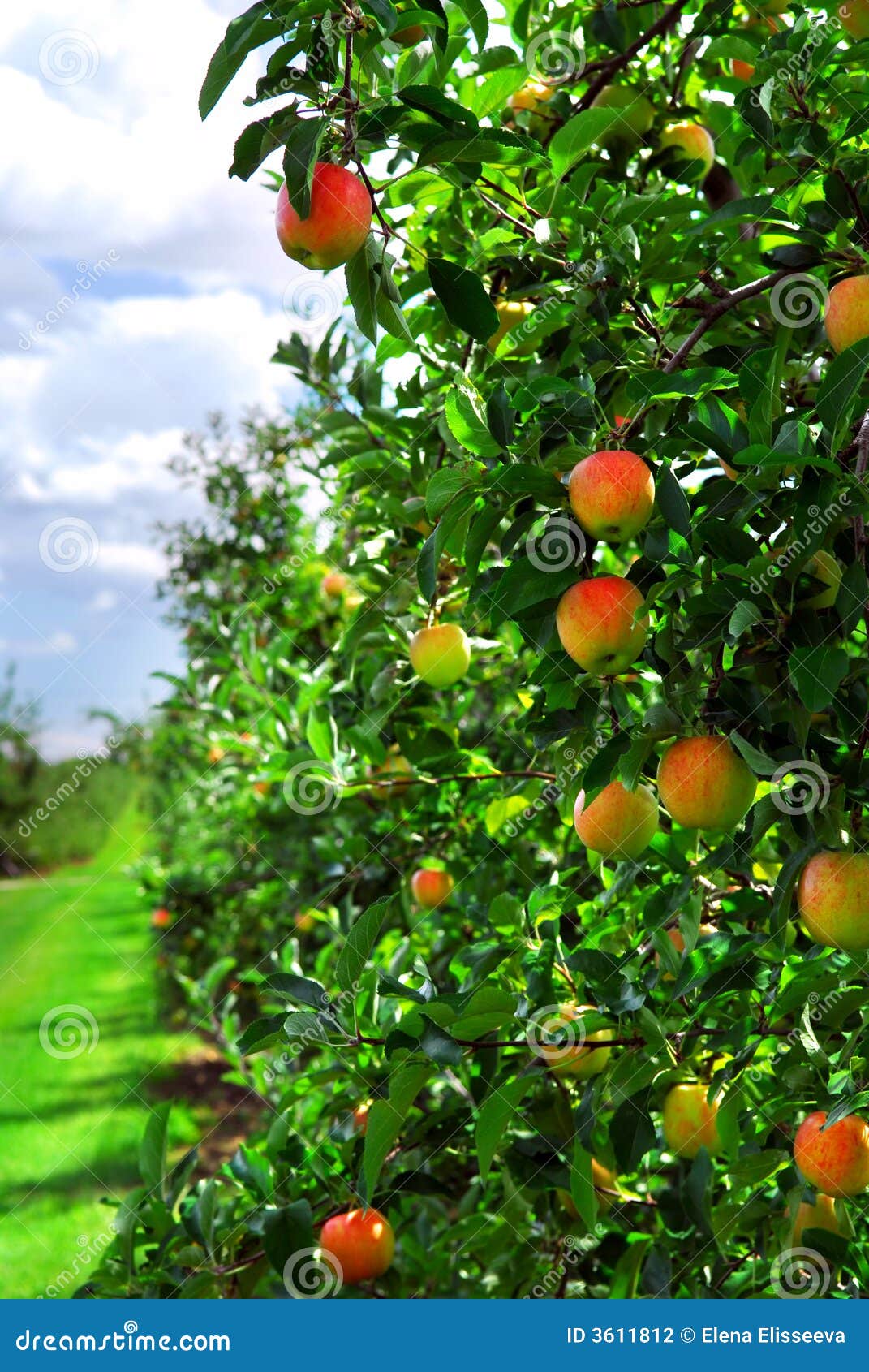 De boomgaard van de appel stock foto. Image of overvloedig - 3611812