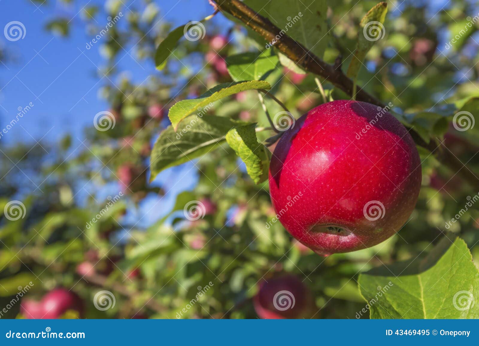 De boomgaard van de appel stock afbeelding. Image of gewas - 43469495