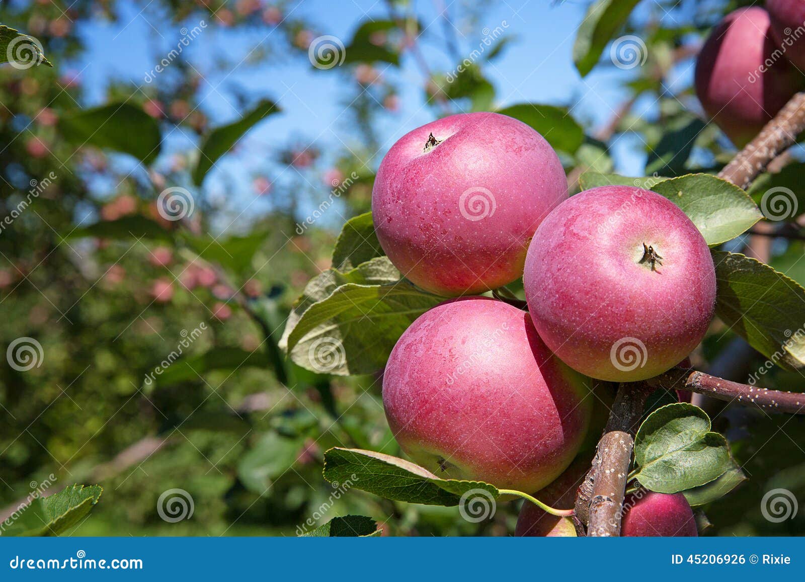 De boomgaard van de appel stock foto. Image of naughty - 45206926