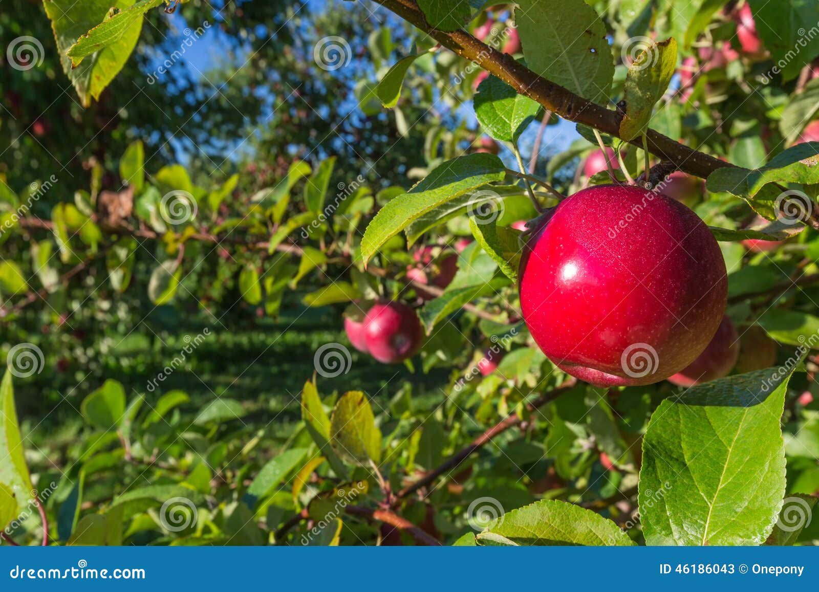 De boomgaard van de appel stock afbeelding. Image of gezond - 46186043