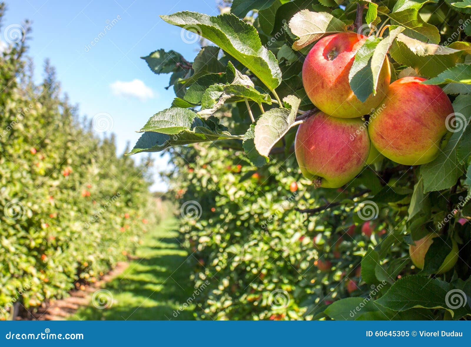 De boomgaard van de appel stock afbeelding. Image of tuin - 60645305