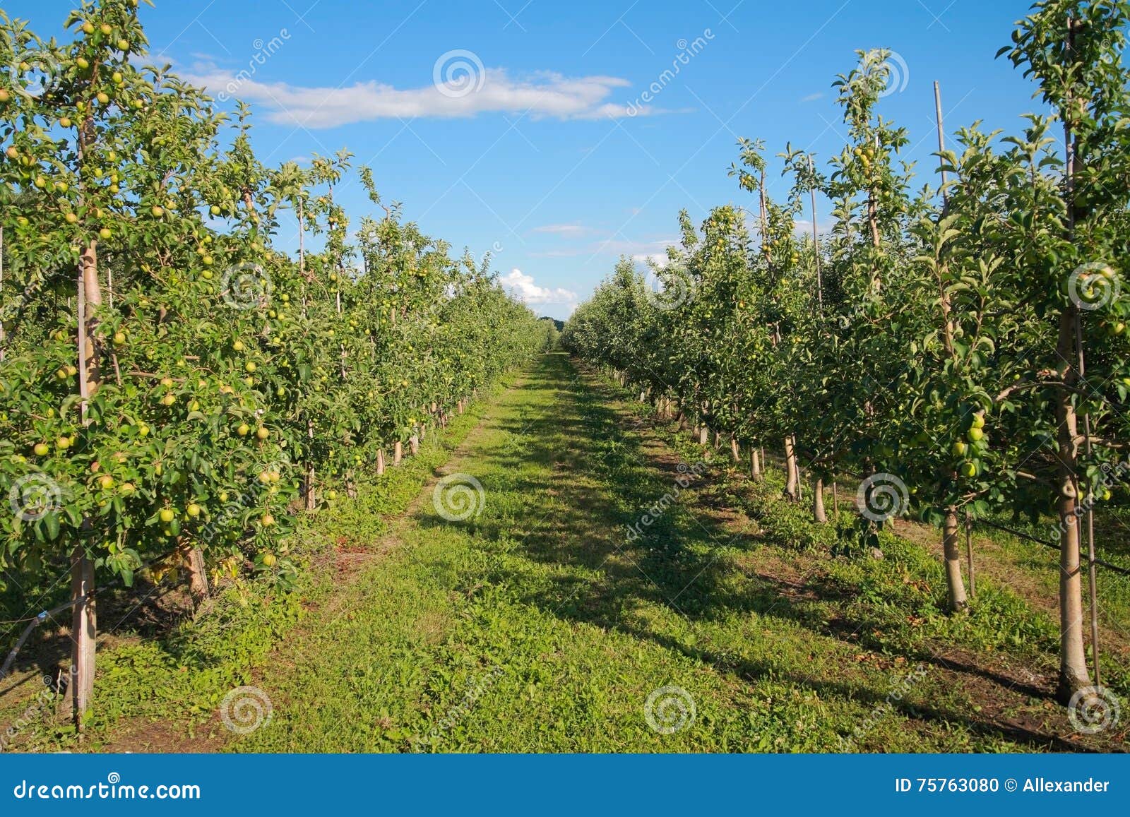 De boomgaard van de appel stock foto. Image of agronomie - 75763080
