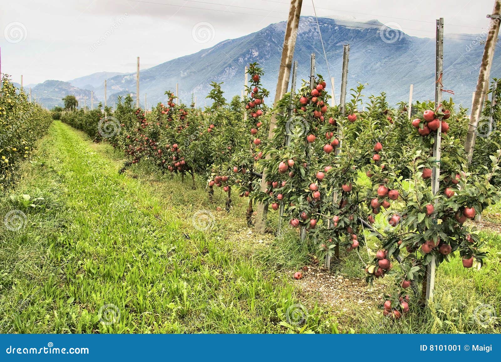 De boomgaard van de appel stock afbeelding. Image of landbouw - 8101001