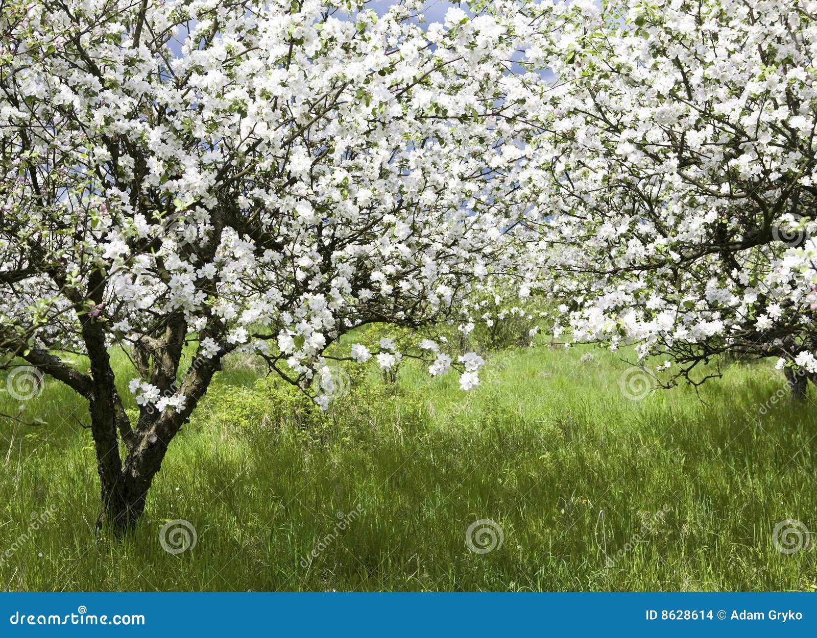 De boomgaard van de appel stock foto. Image of zonlicht - 8628614