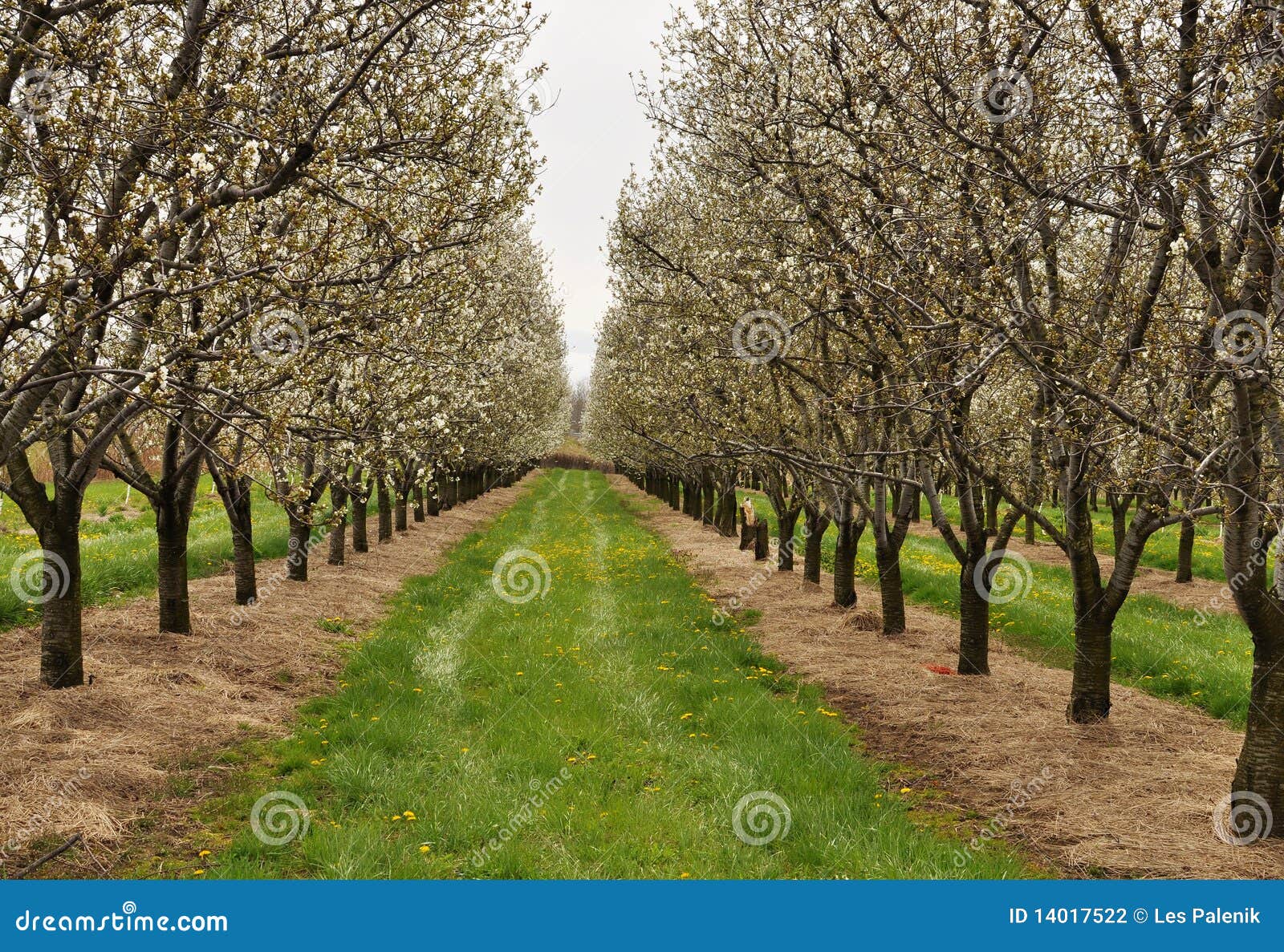 De Boomgaard Van De Appel in Bloei Stock Foto - Image of bloesem, lente ...