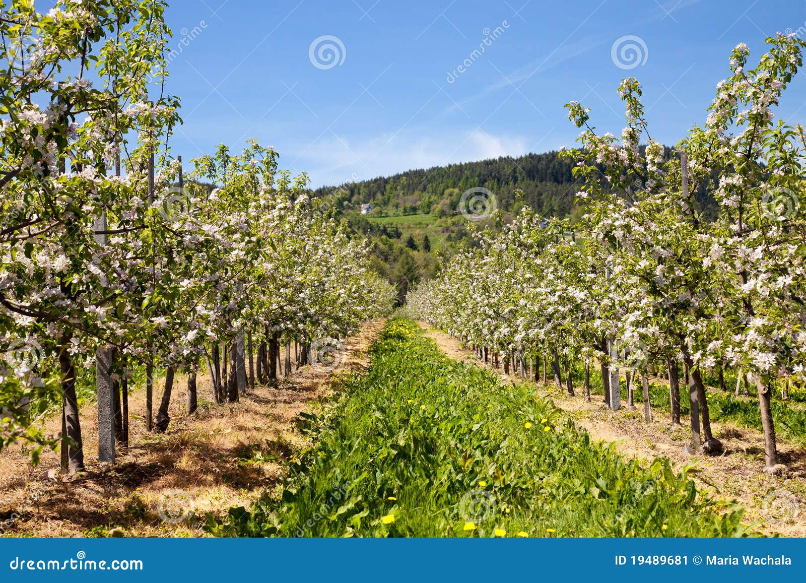 De Boomgaard Van De Appel in Bloesem Stock Afbeelding - Image of ...