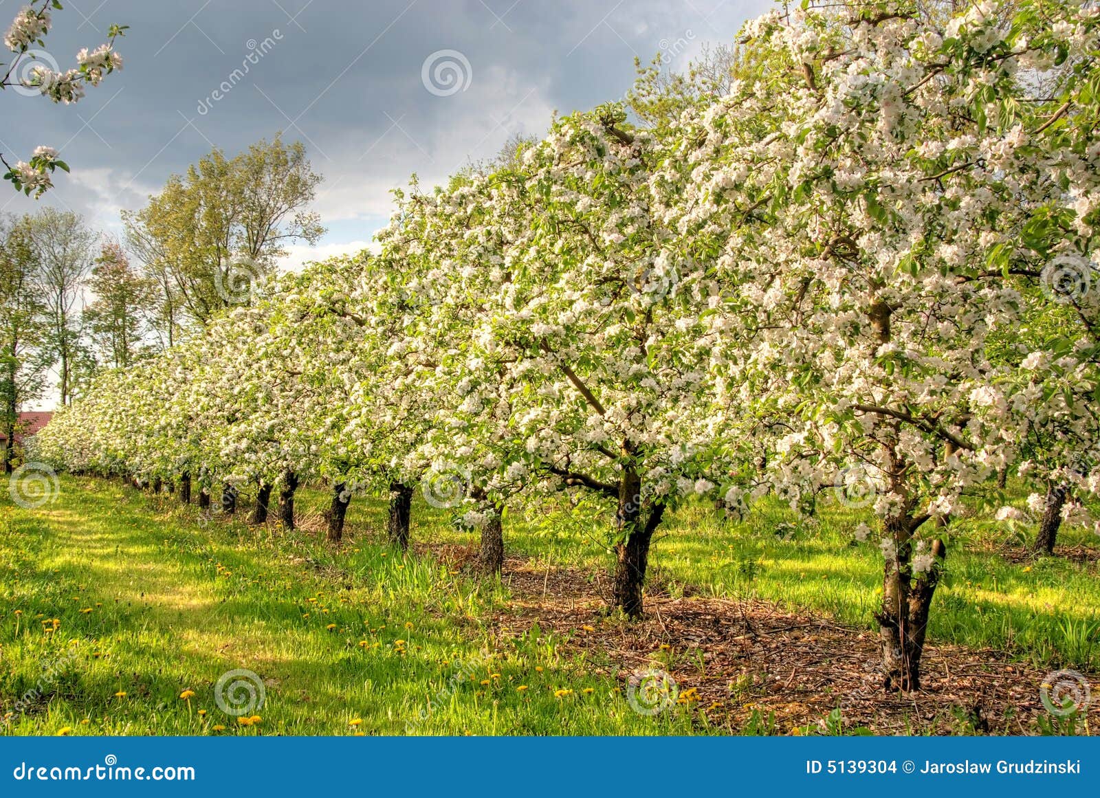 De Boomgaard Van De Appel in Bloesem Stock Foto - Image of gouden ...
