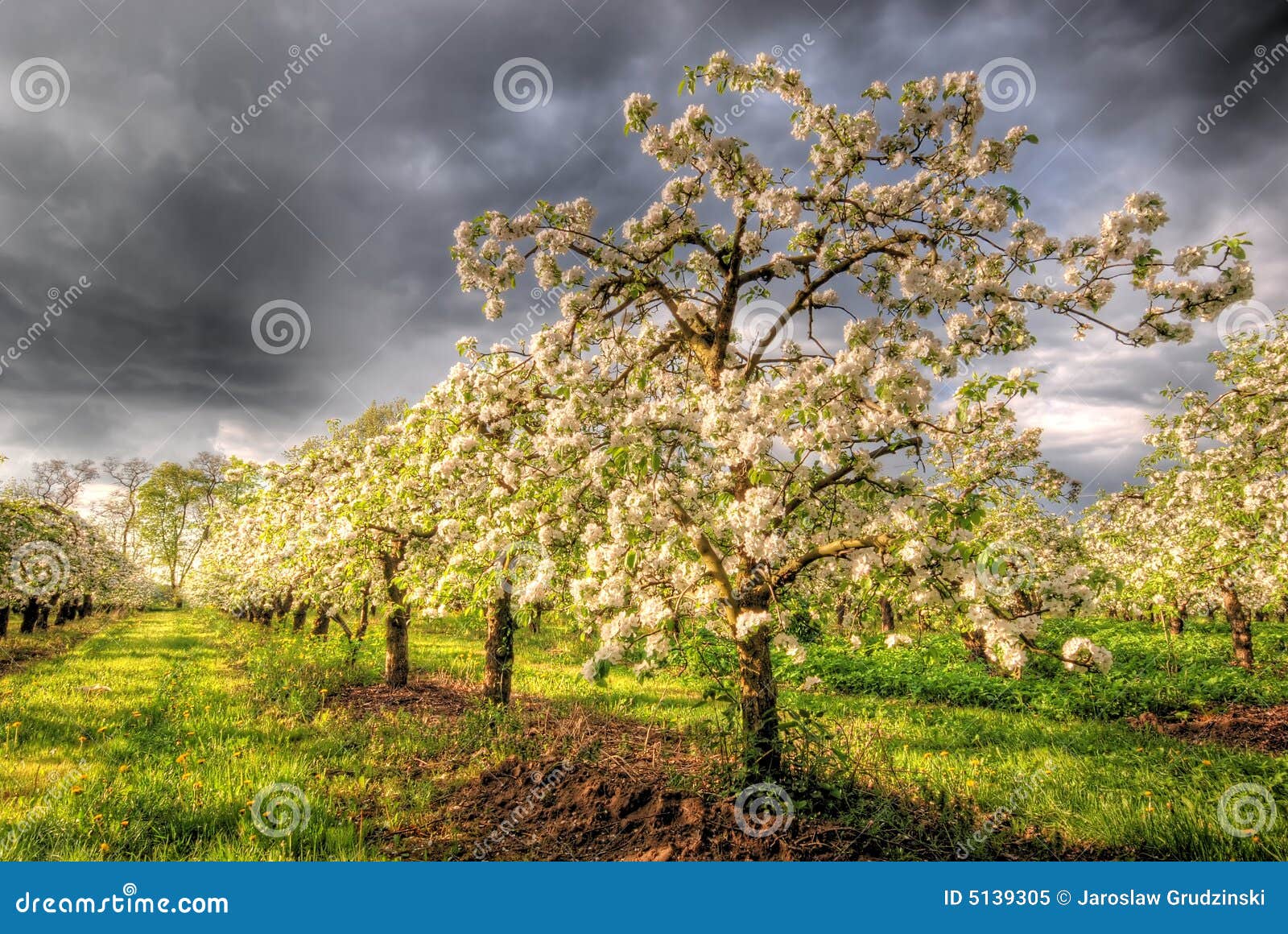 De Boomgaard Van De Appel in Bloesem Stock Afbeelding - Image of ...