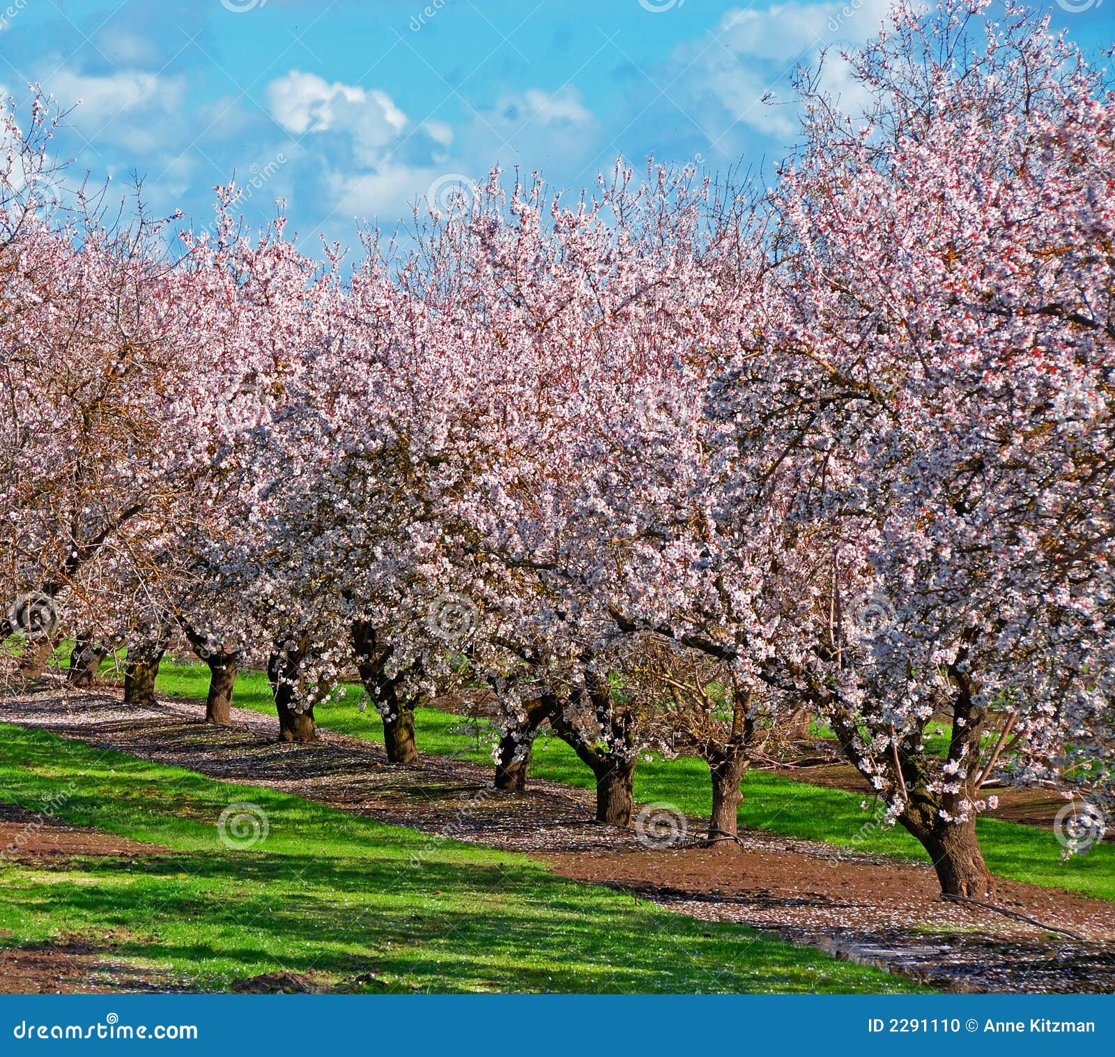 De Boomgaard Van De Boom Van Het Fruit Stock Foto - Image of gebied ...