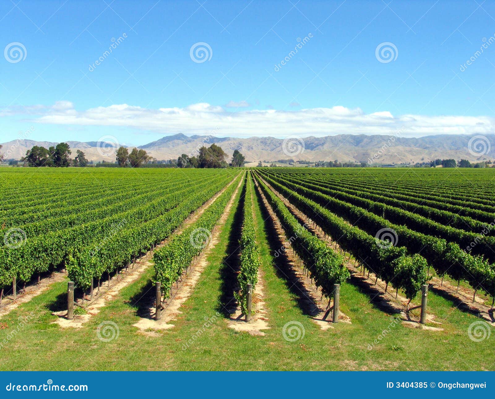 De Boomgaard van de druif stock afbeelding. Image of zeeland - 3404385