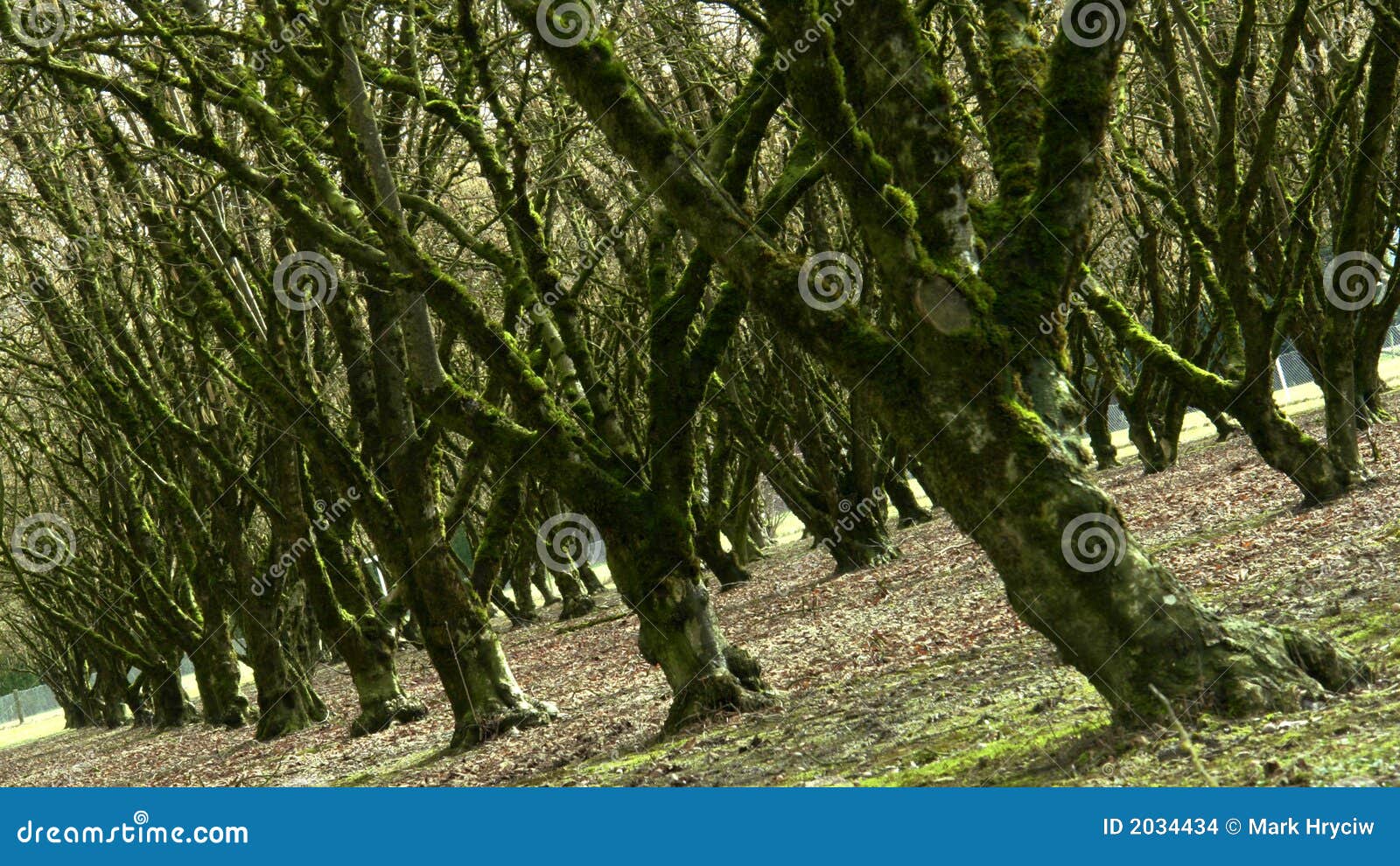De Boomgaard Van De Hazelnoot Stock Foto - Image of tuin, land: 2034434