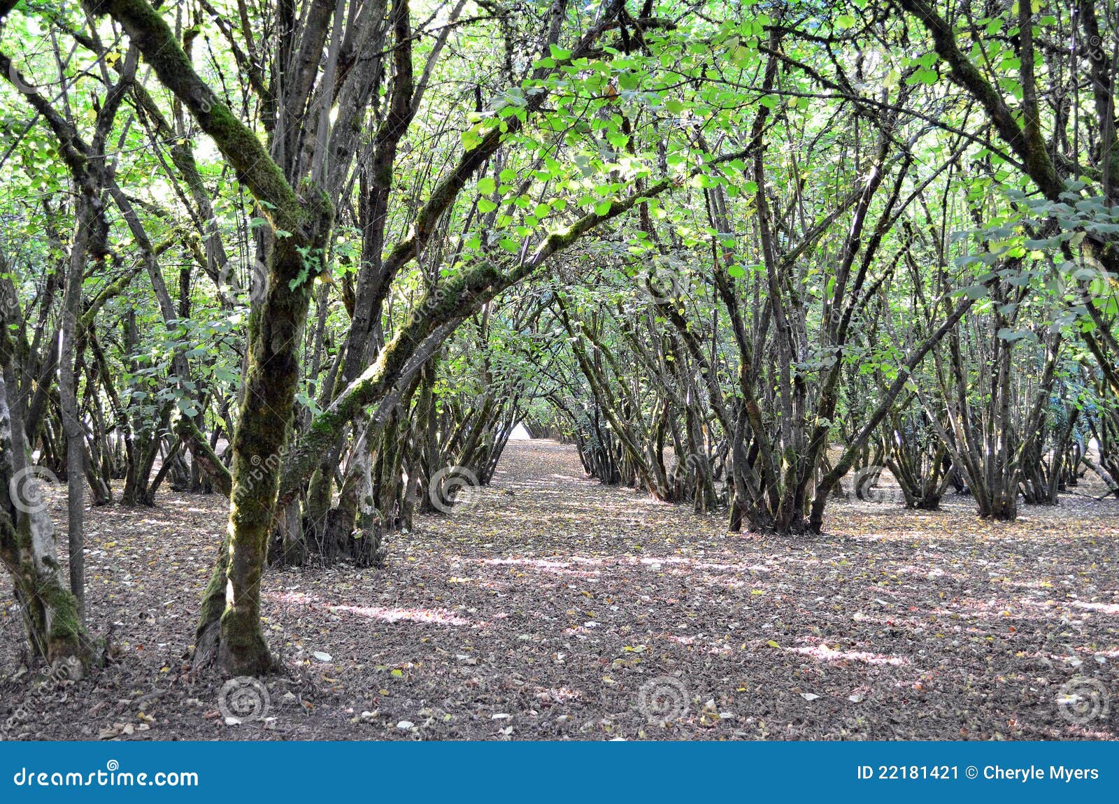 De Boomgaard Van De Hazelnoot Stock Afbeelding - Image of hazelnoot ...