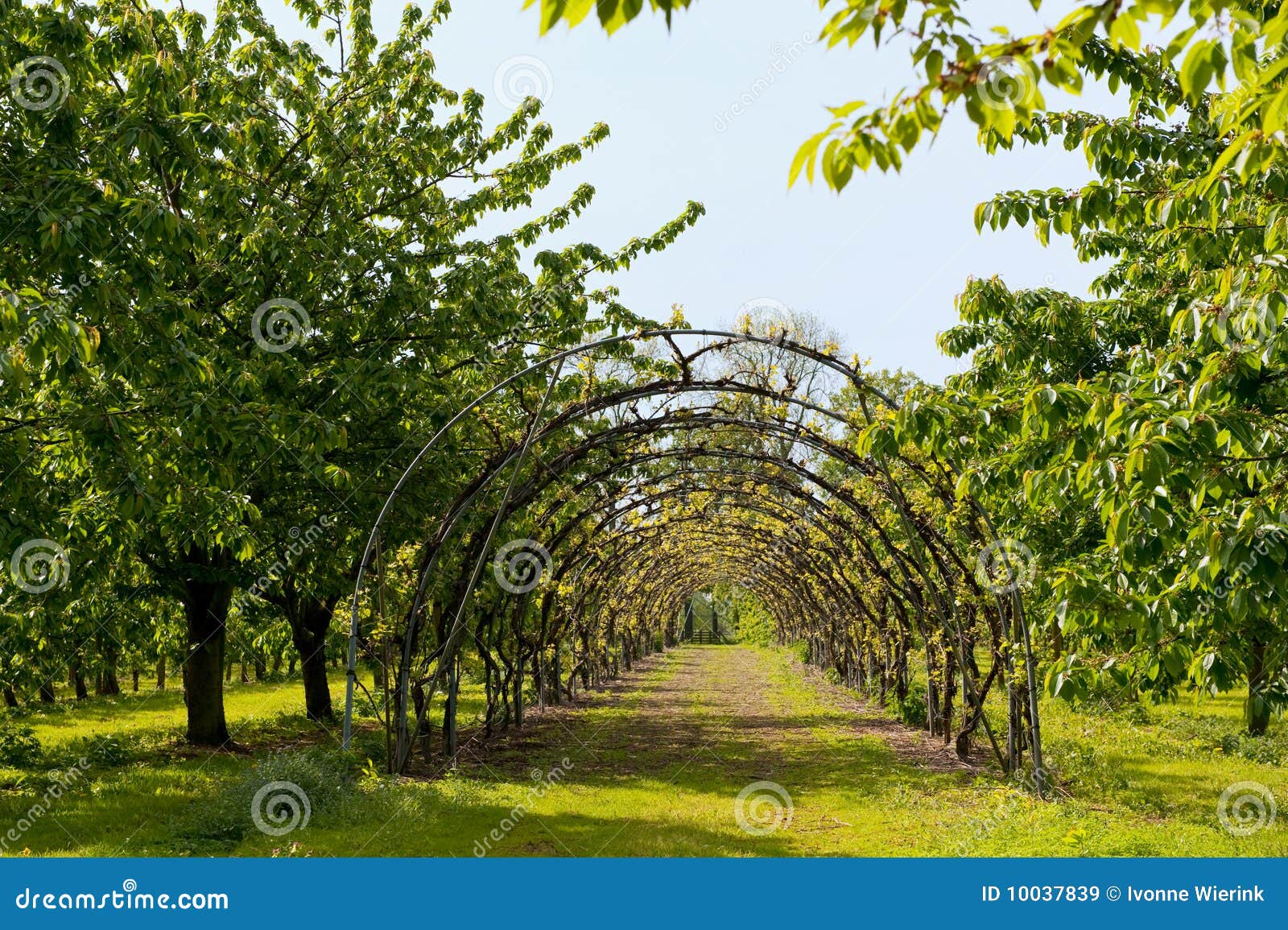 De boomgaard van de kers stock afbeelding. Image of ronde - 10037839