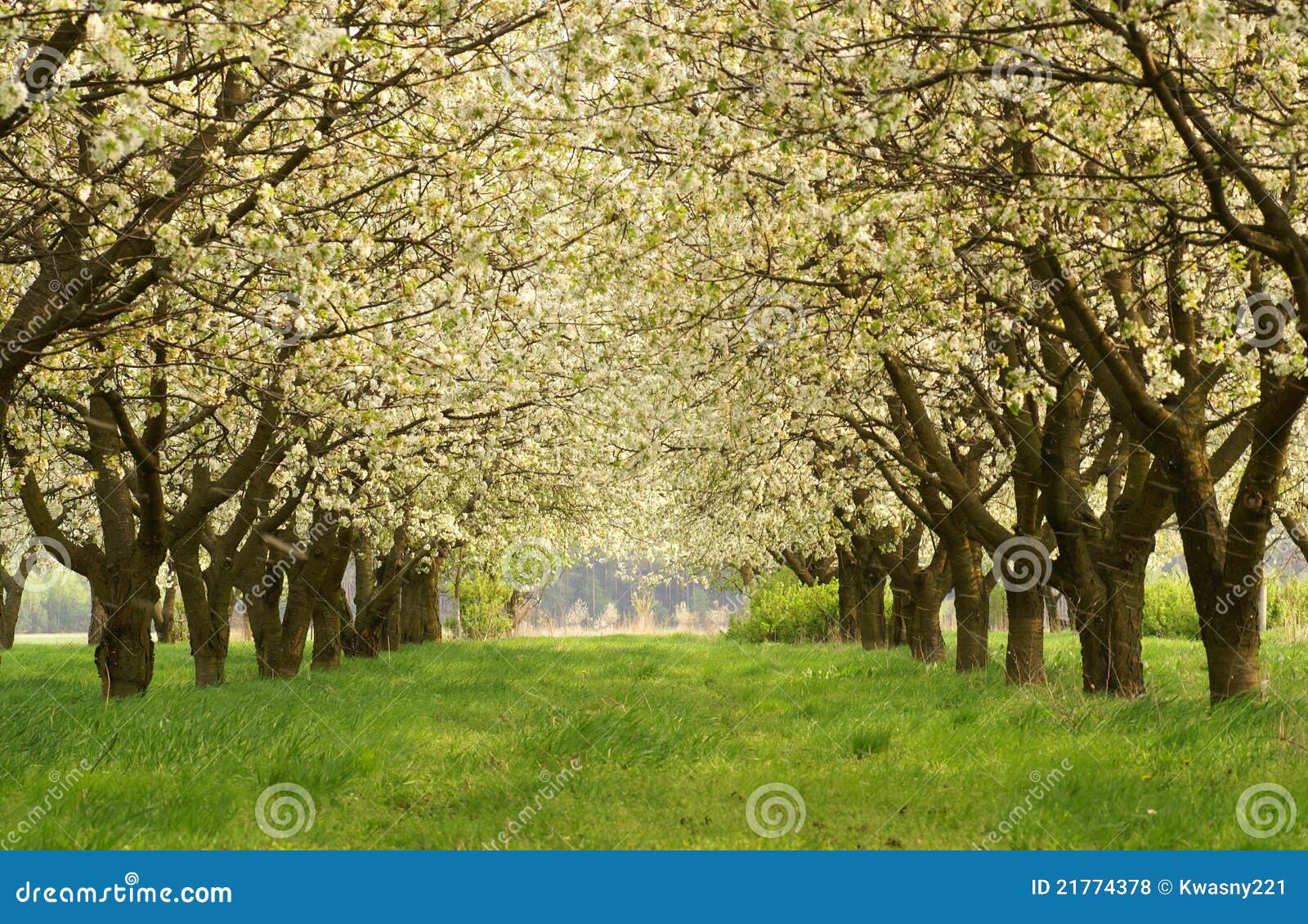 De boomgaard van de kers stock foto. Image of zomer, bloemen - 21774378