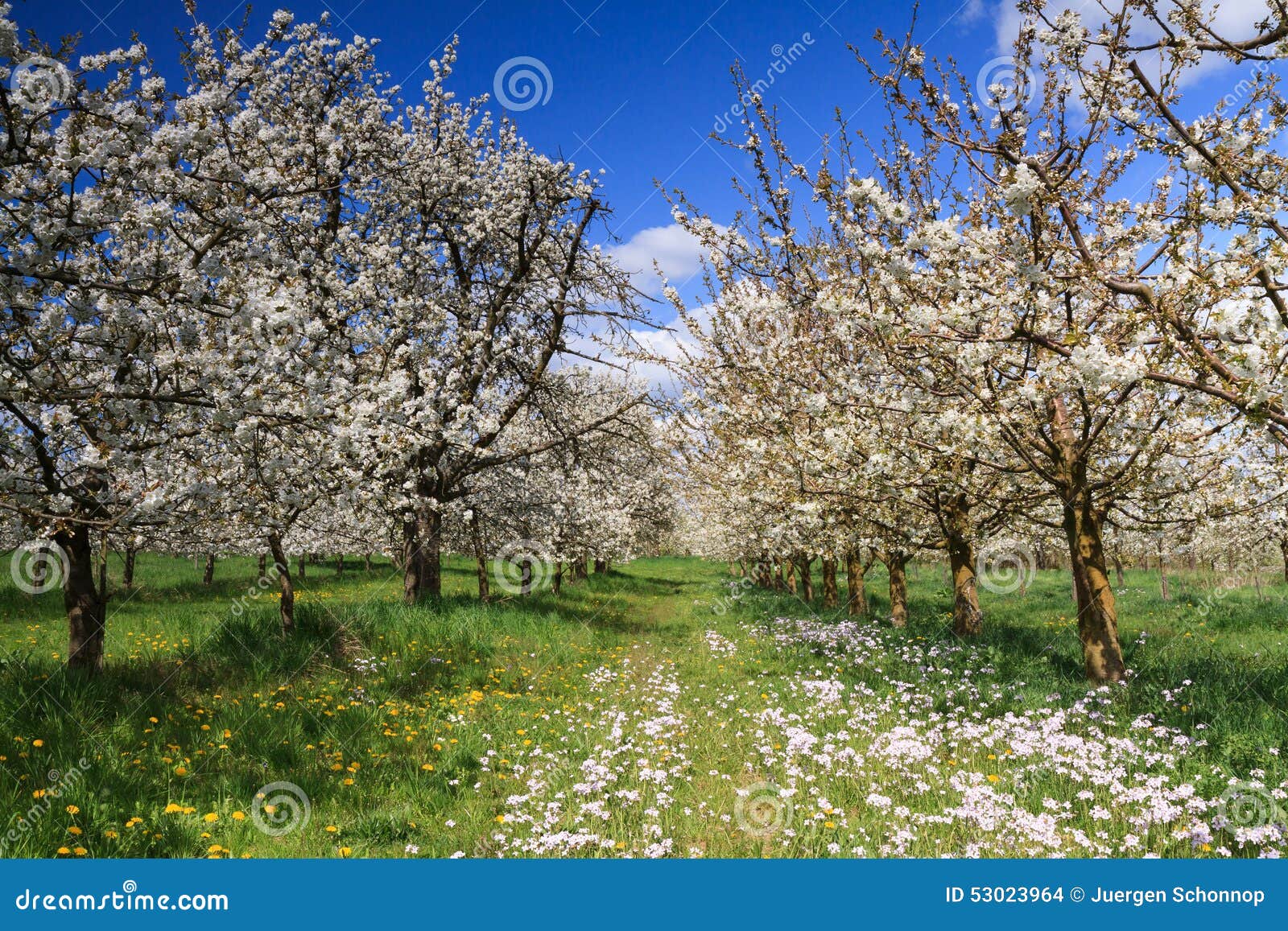 De Boomgaard Van De Kersenboom in De Lente Stock Foto - Image of weide ...
