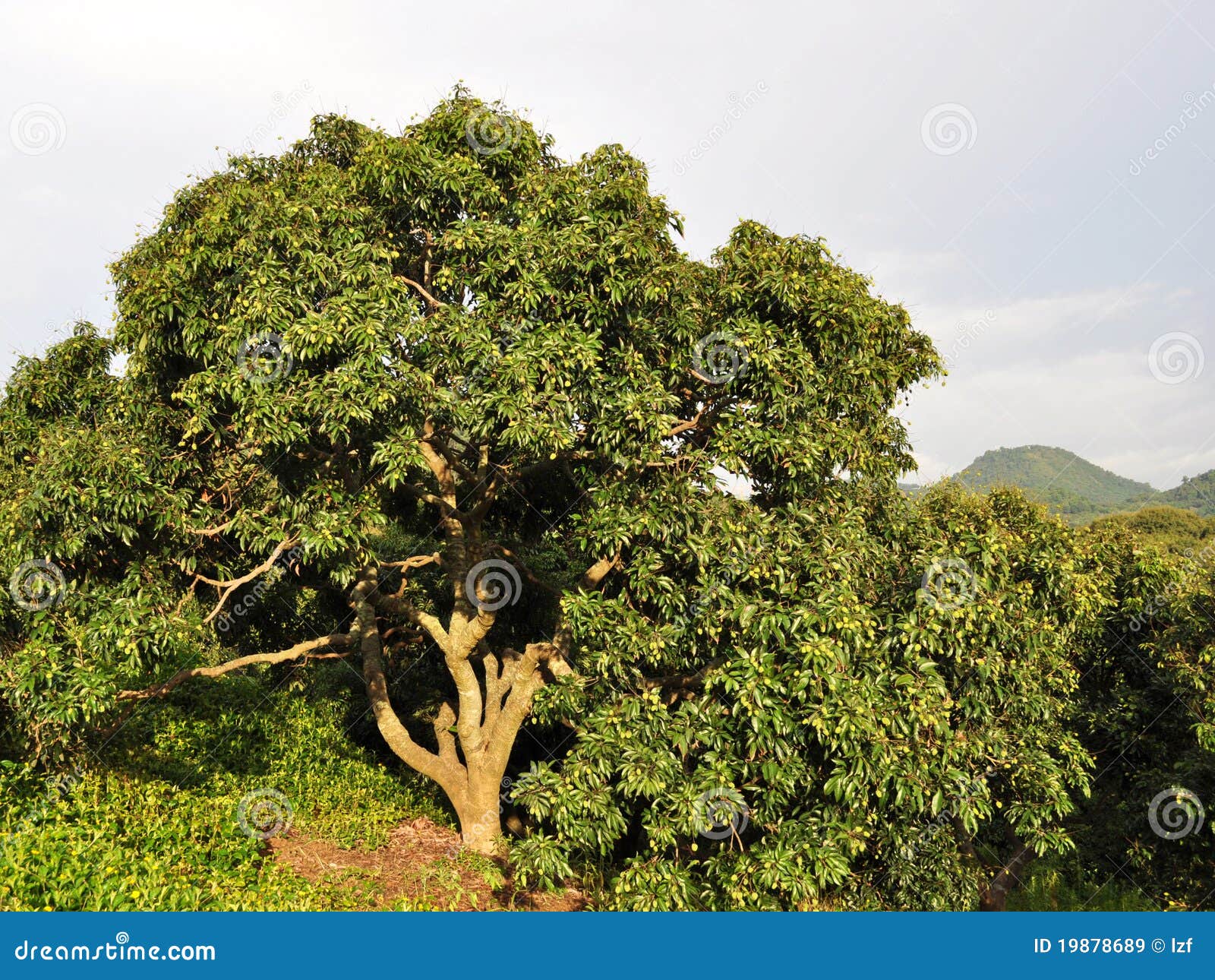 De boomgaard van de lychee stock afbeelding. Image of blad - 19878689