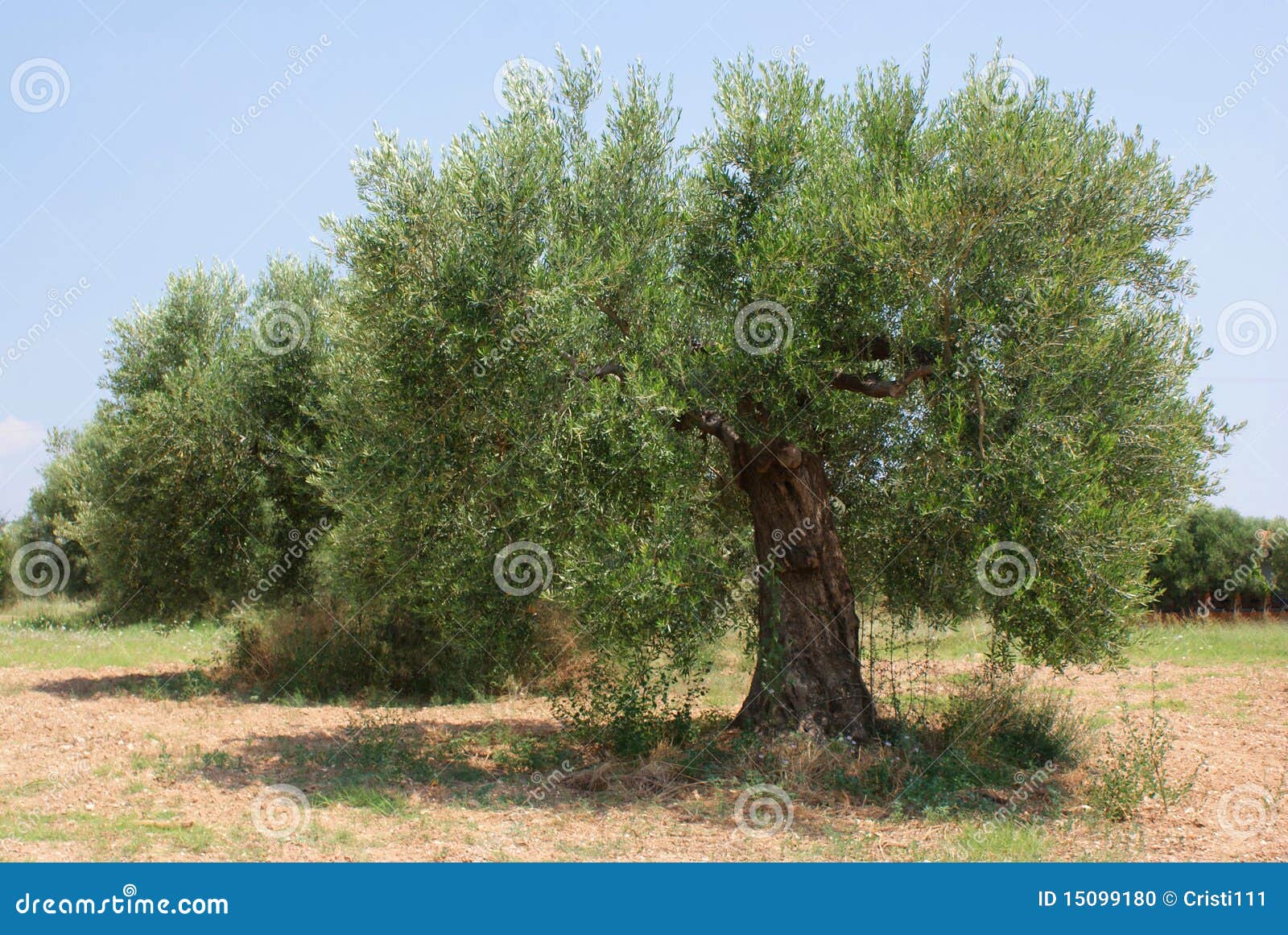 De Boomgaard Van De Olijfboom Stock Foto - Image of cursief, heet: 15099180