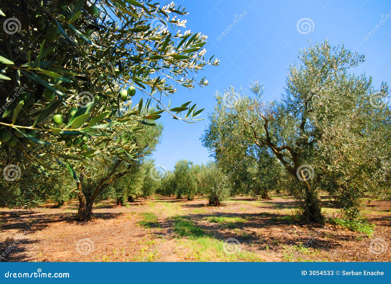 De Boomgaard Van De Olijfboom Stock Afbeelding - Image of land ...