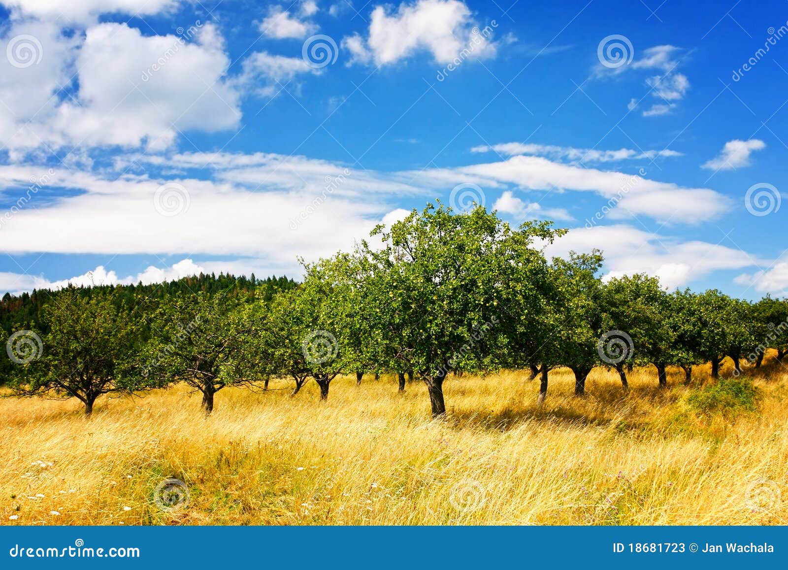 De boomgaard van de zomer stock afbeelding. Image of oogst - 18681723