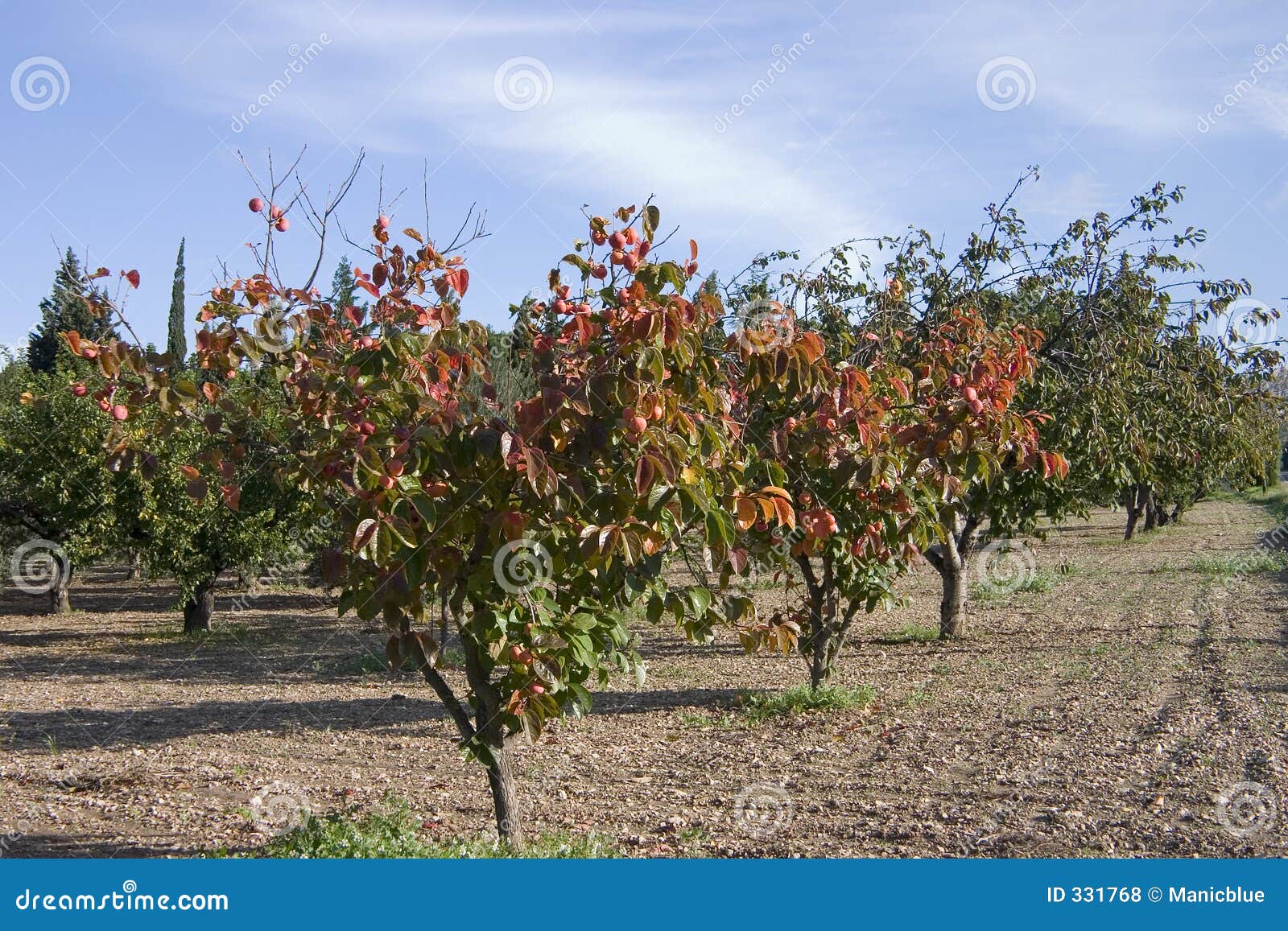 De boomgaard van het fruit stock foto. Image of aziatisch - 331768