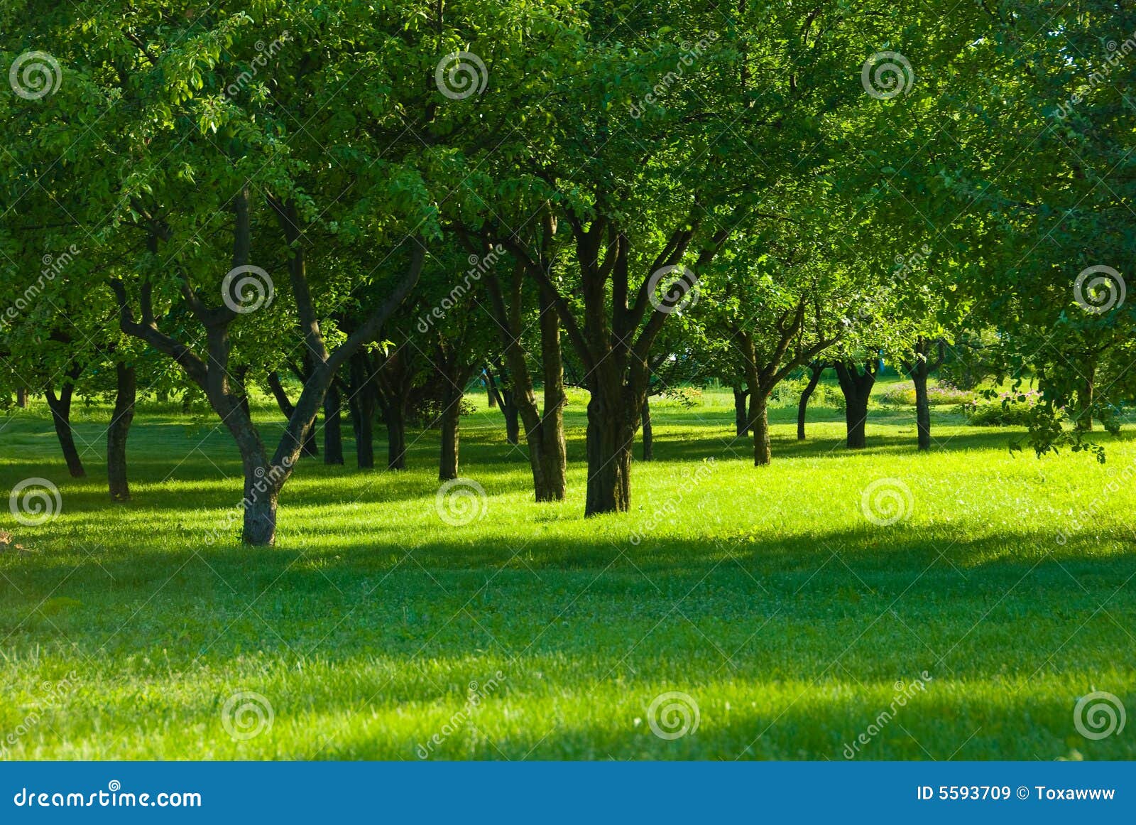 De boomgaard van het fruit stock afbeelding. Image of tuinen - 5593709