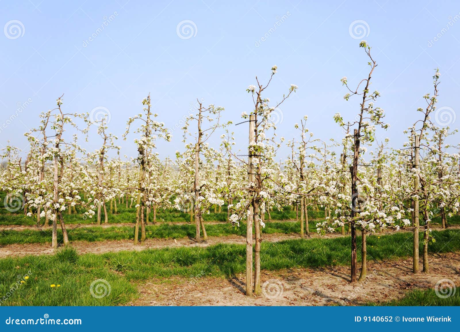 De boomgaard van het fruit stock foto. Image of tuinbouw - 9140652