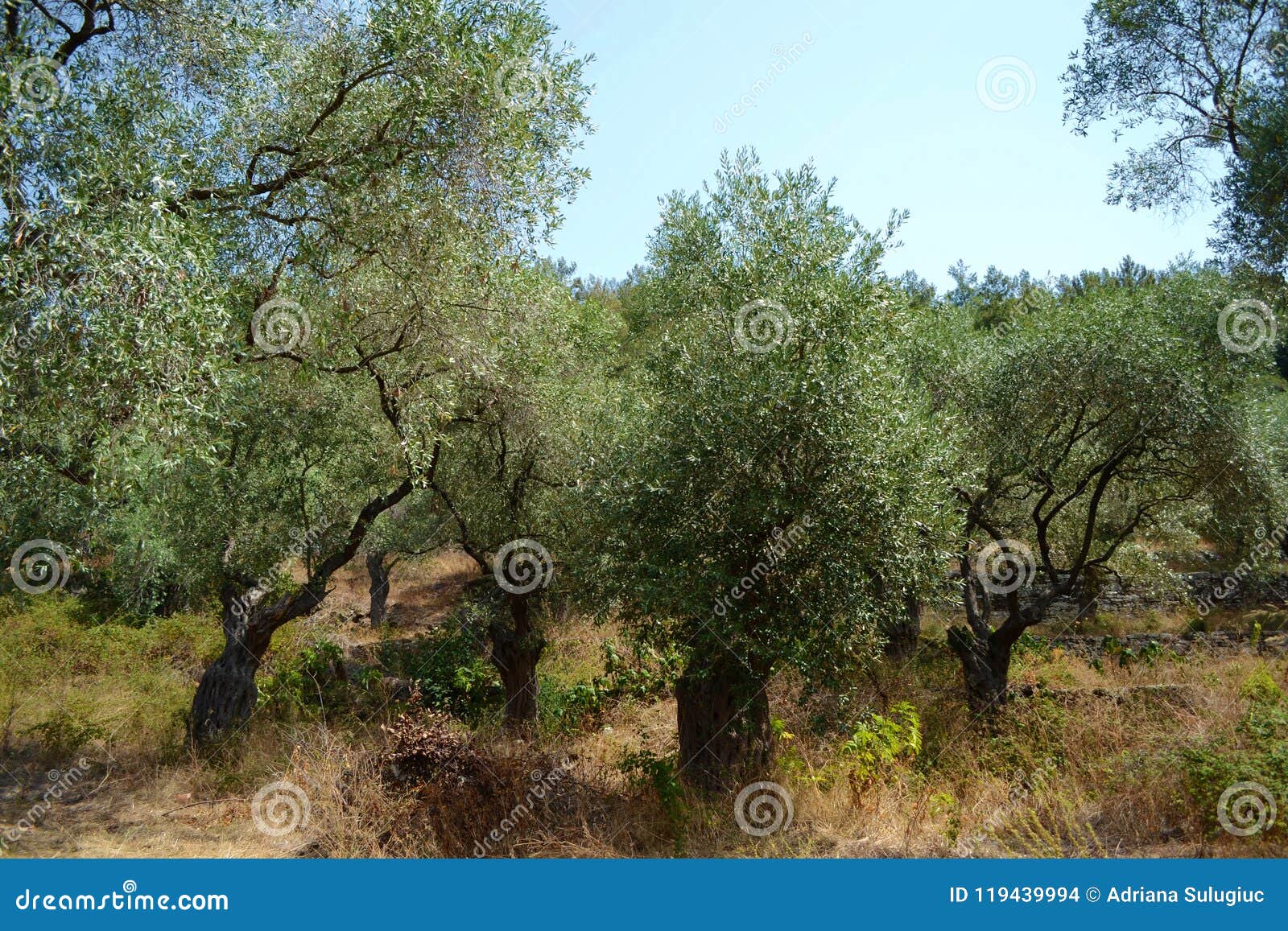 De boomgaard van de olijf stock foto. Image of olie - 119439994