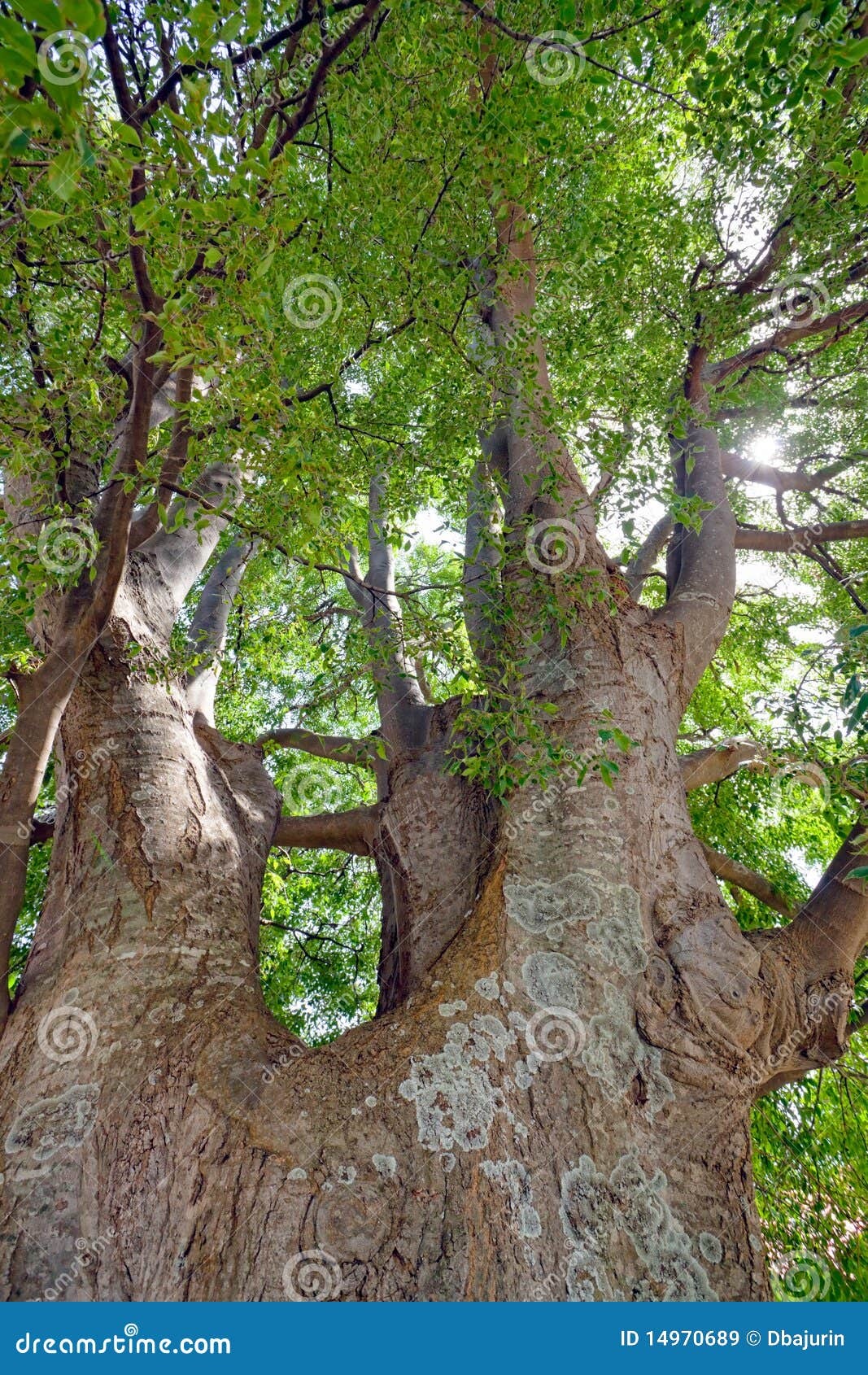De boomstam van de boom stock afbeelding. Image of velen - 14970689