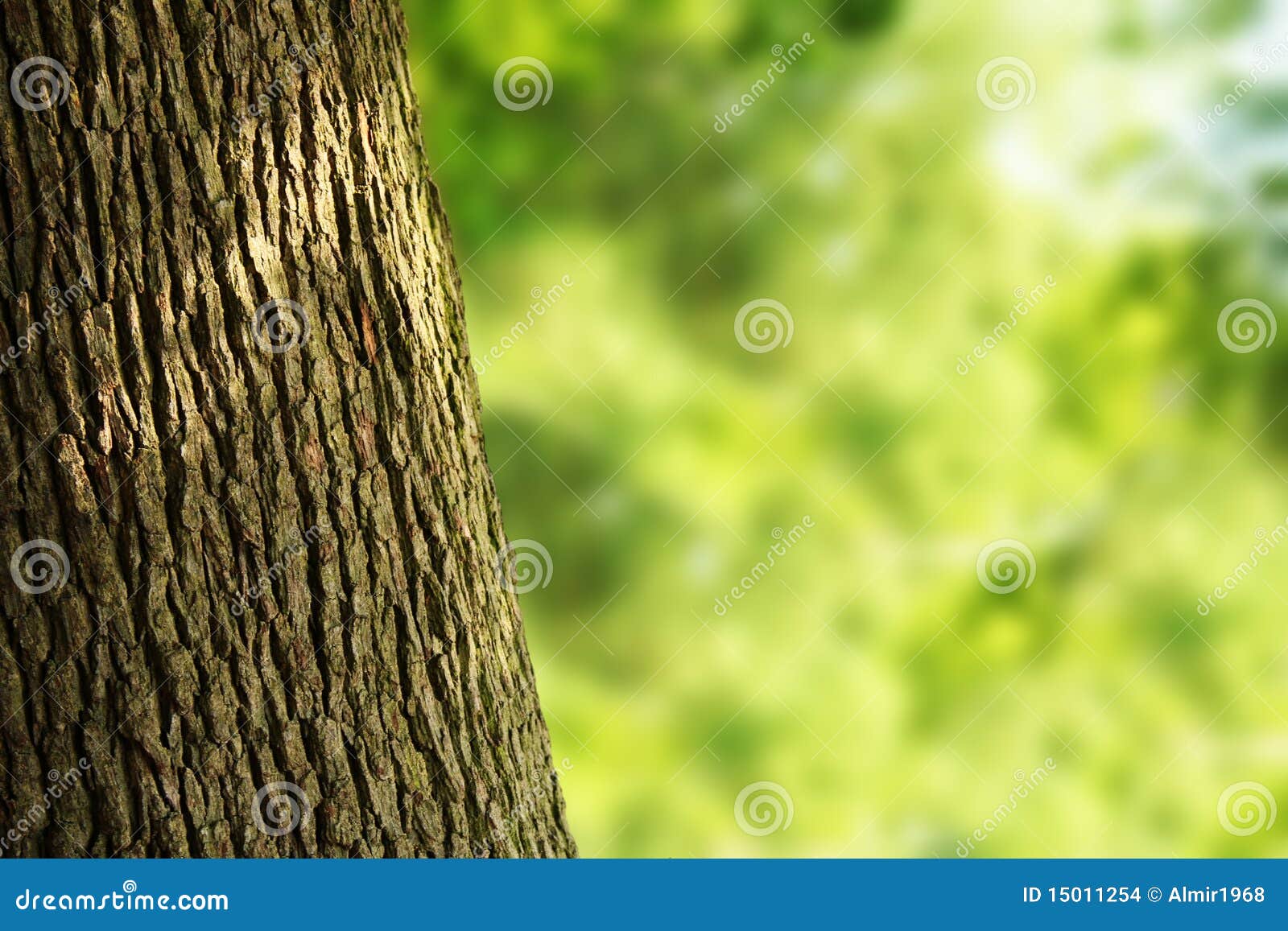 De boomstam van de boom stock foto. Image of delen, hout - 15011254