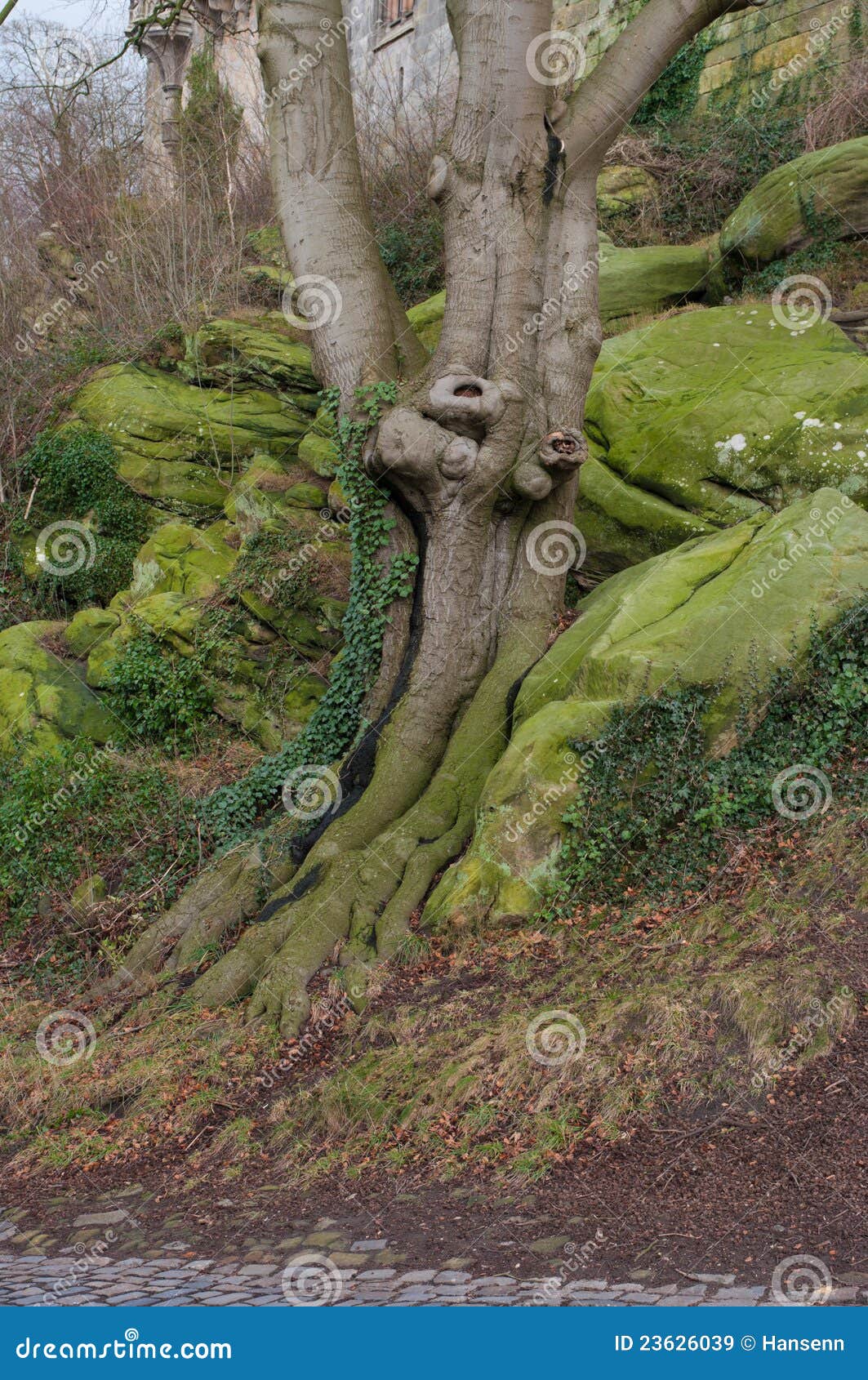 De boomstam van de boom stock afbeelding. Image of grond - 23626039