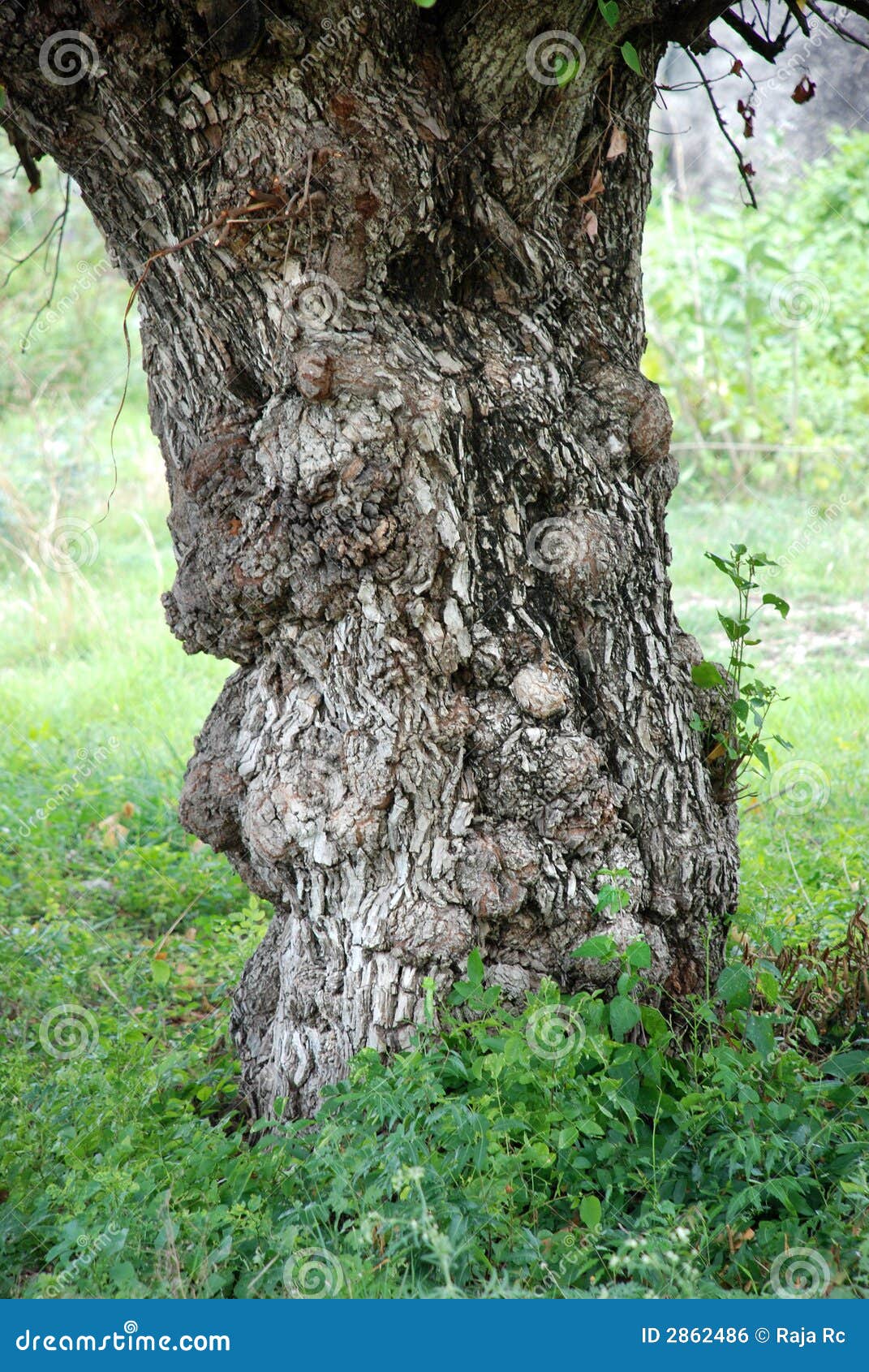 De boomstam van de boom stock foto. Image of openlucht - 2862486